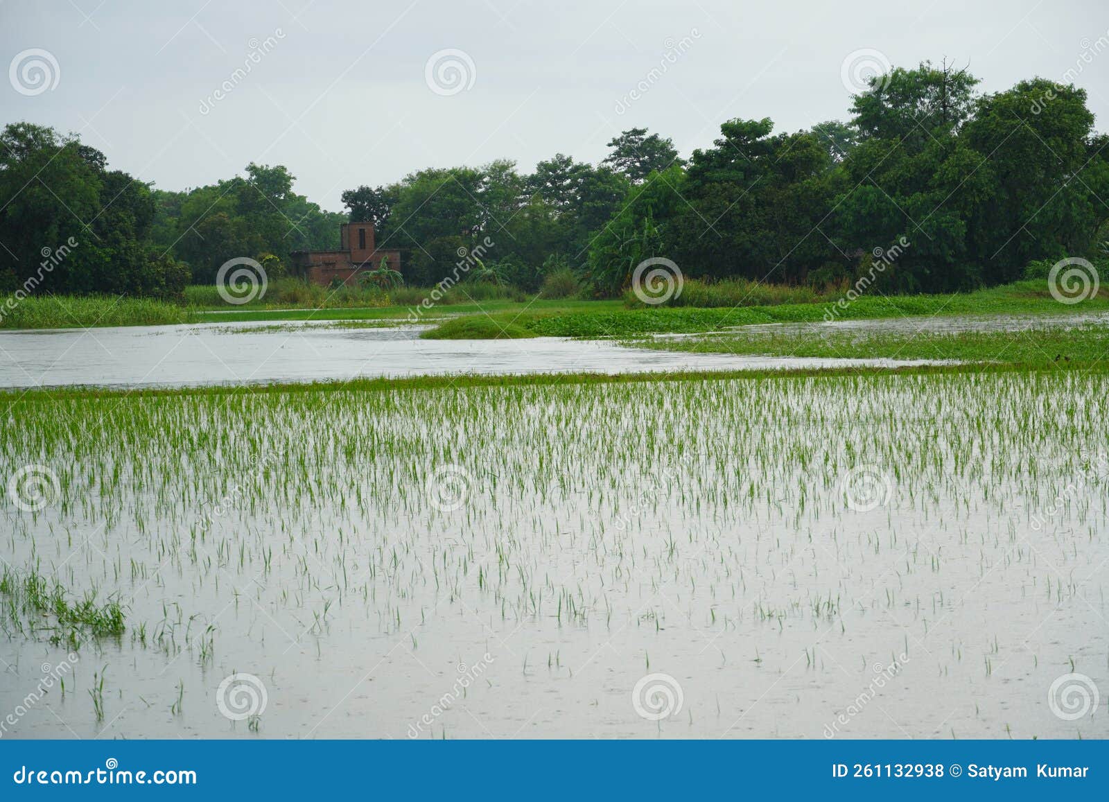 Field scenes stock photo. Image of grass, delhi, tree - 261132938
