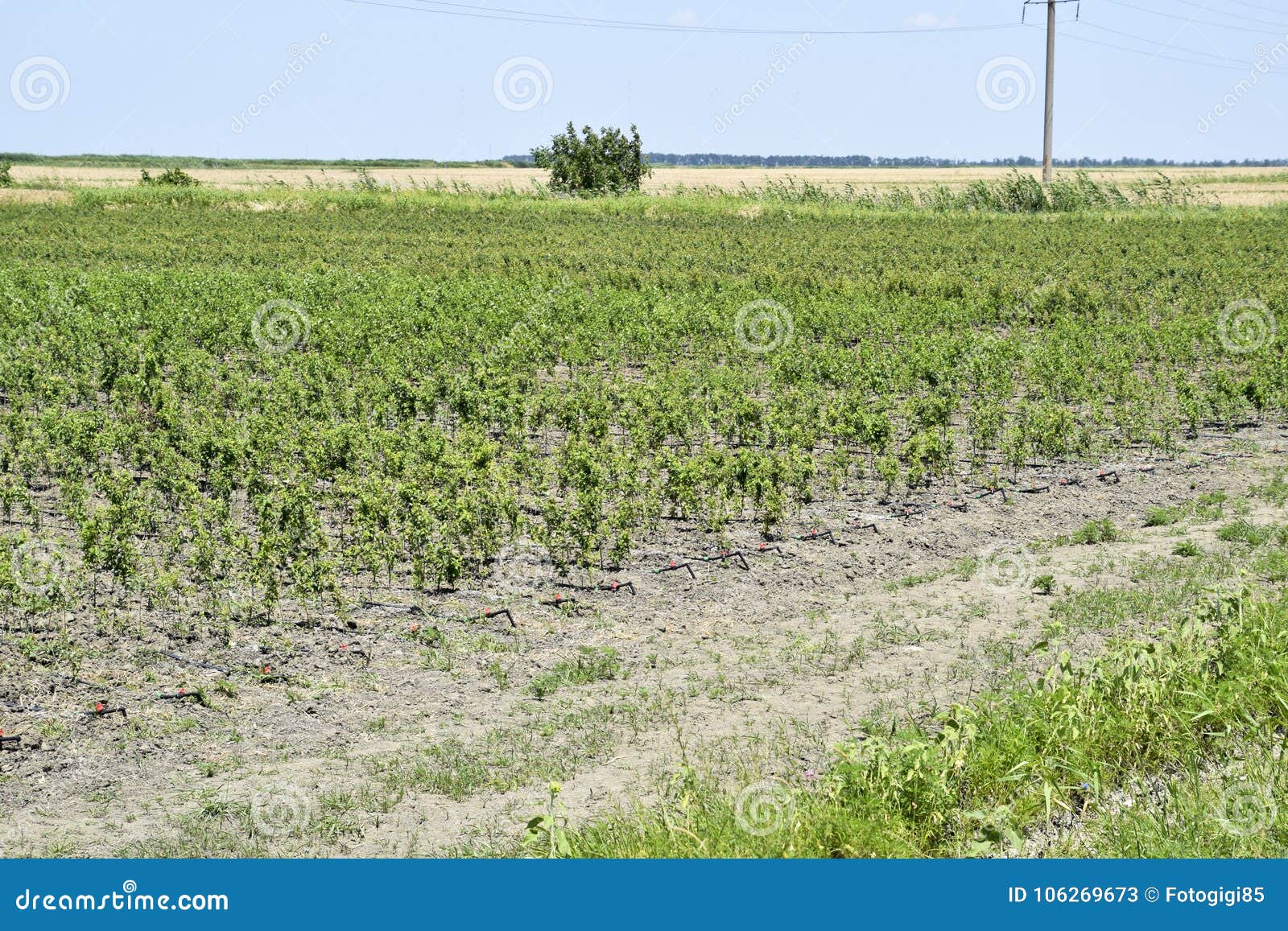 Field with Seedlings of Fruit Trees. Reproduction of Fruit Crops. Stock ...