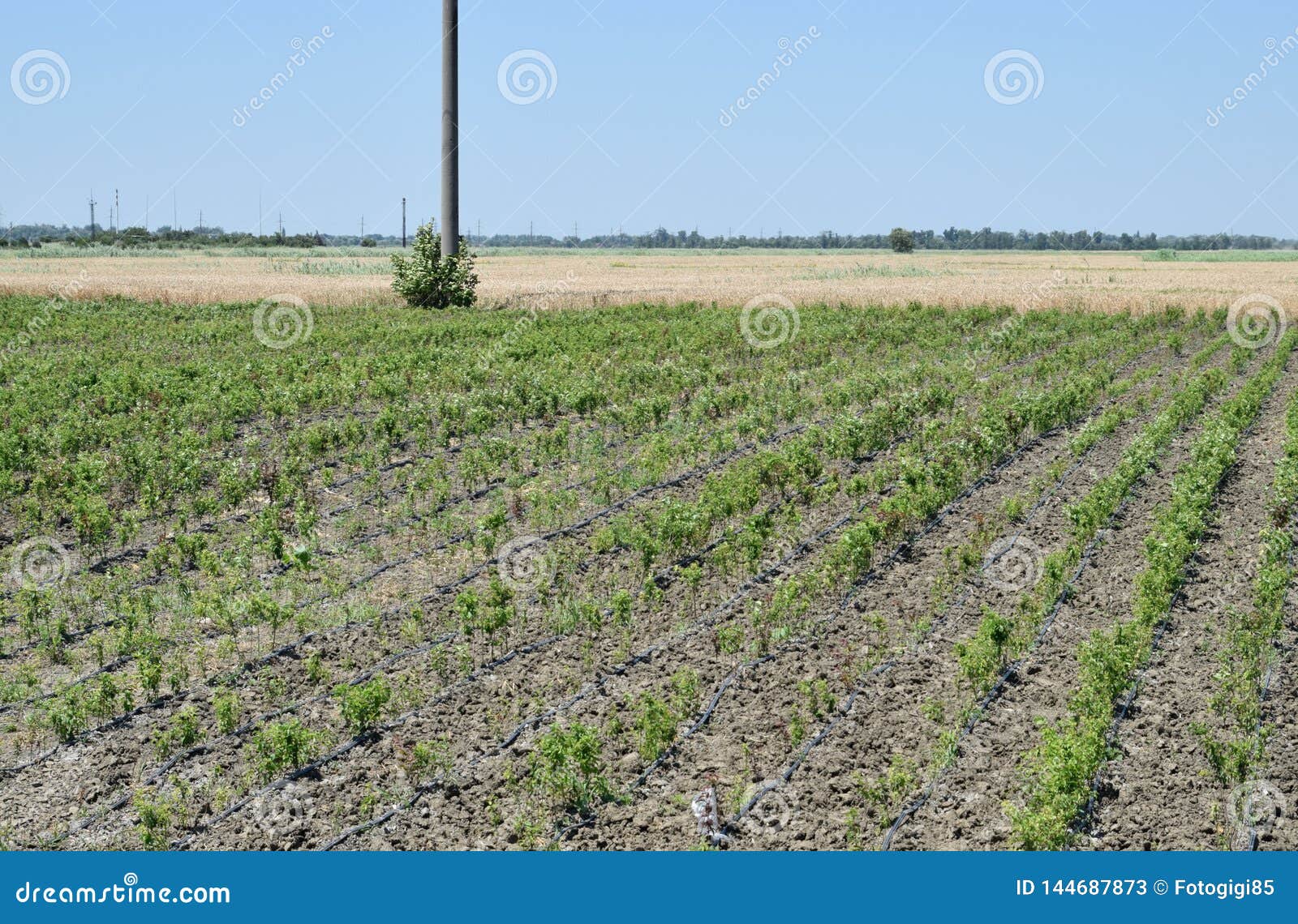 Field with Seedlings of Fruit Trees. Reproduction of Fruit Stock Image ...