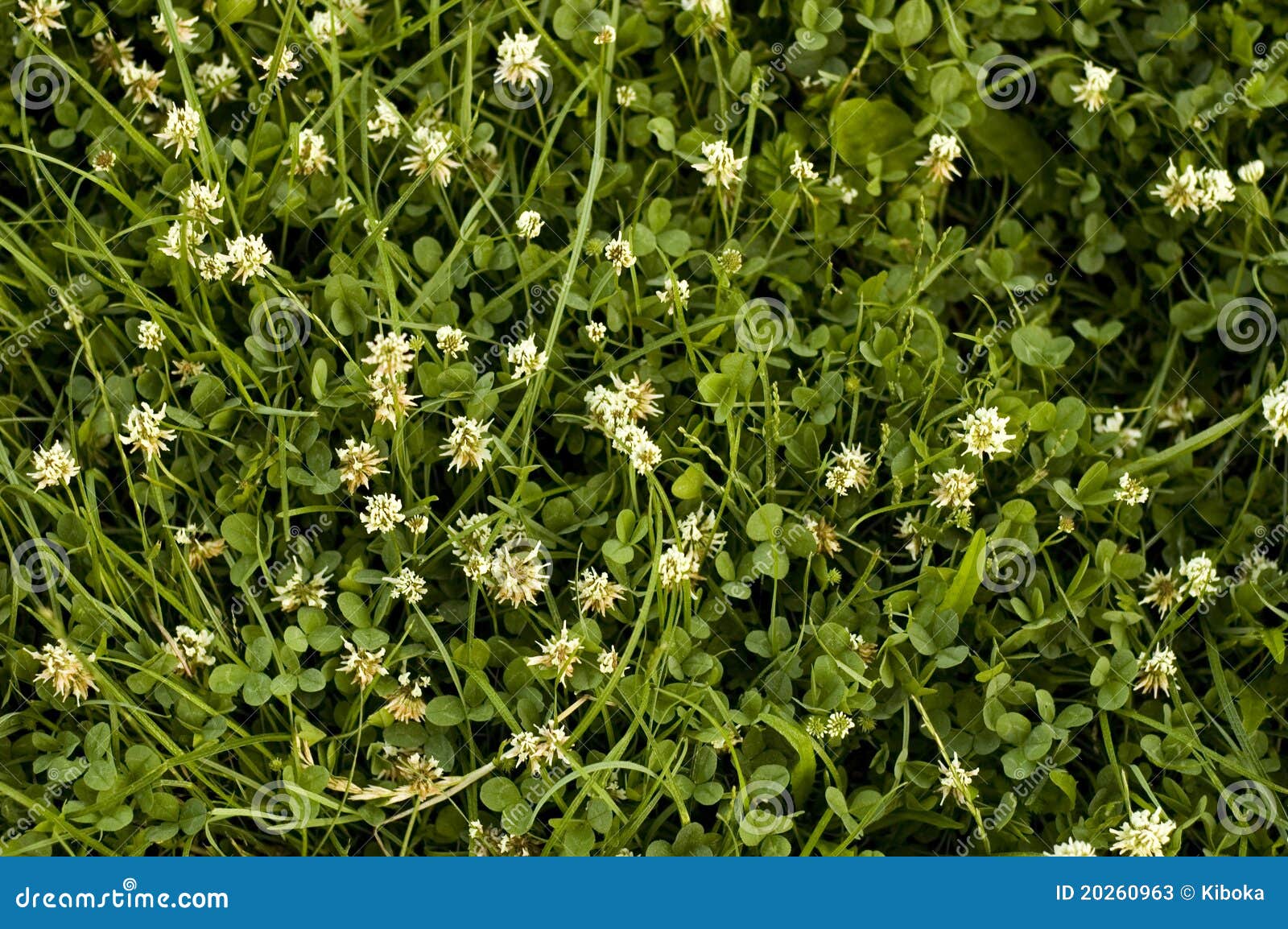 Field of shamrock stock image. Image of grow, fresh, holiday - 20260963