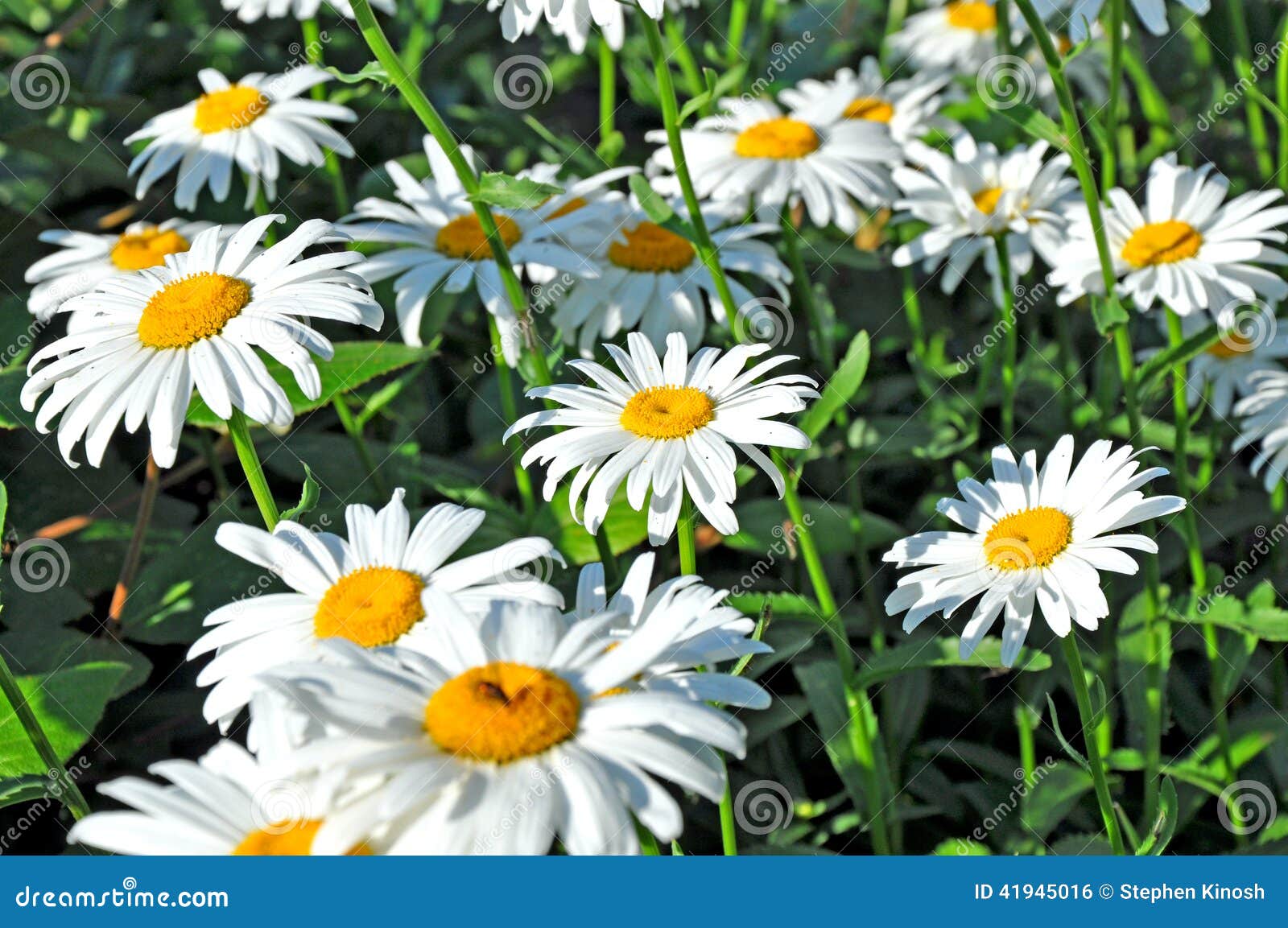 Field of Shasta Daisys stock photo. Image of superbum - 41945016