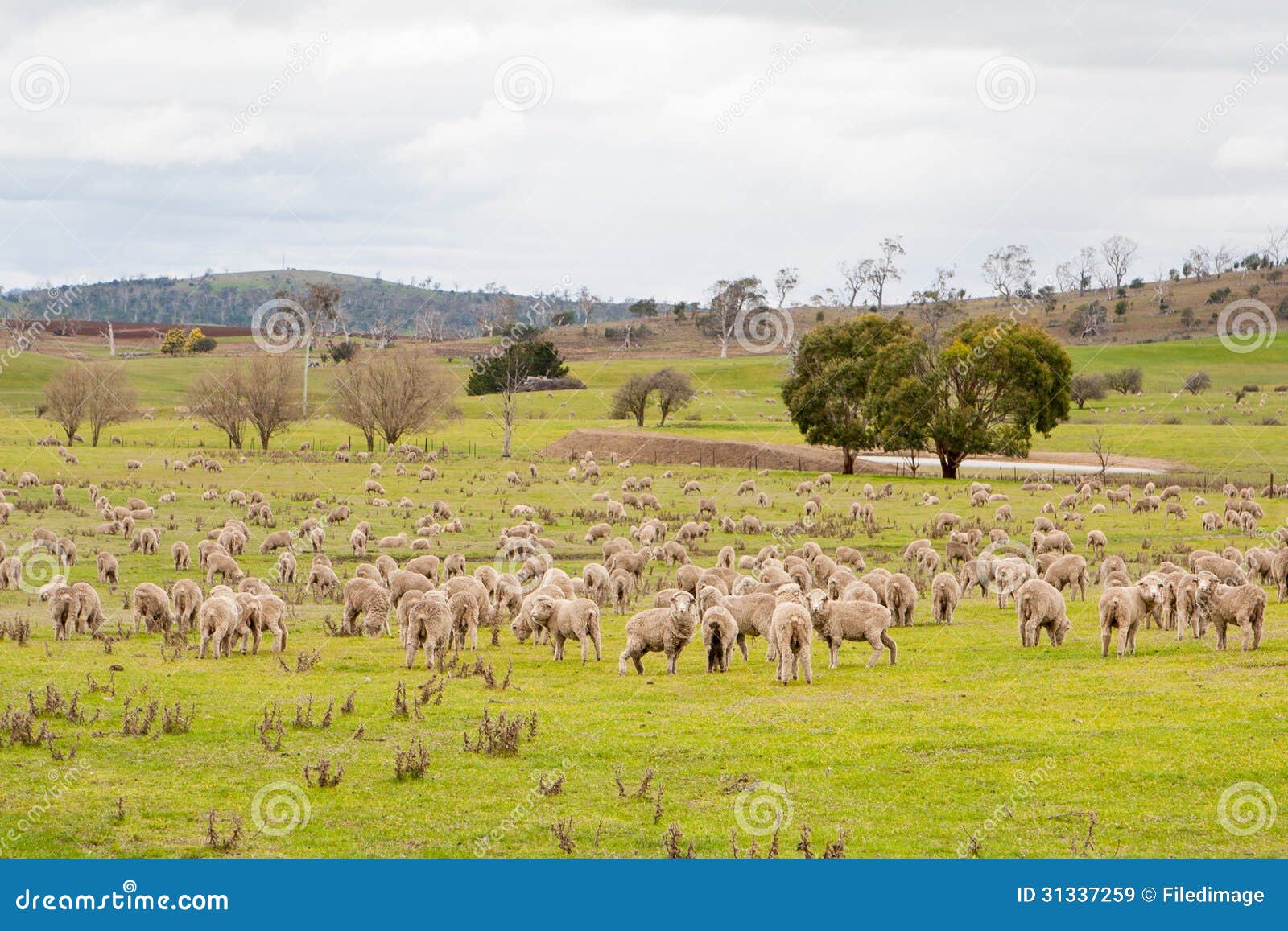 Field of Sheep stock image. Image of tree, countryside - 31337259