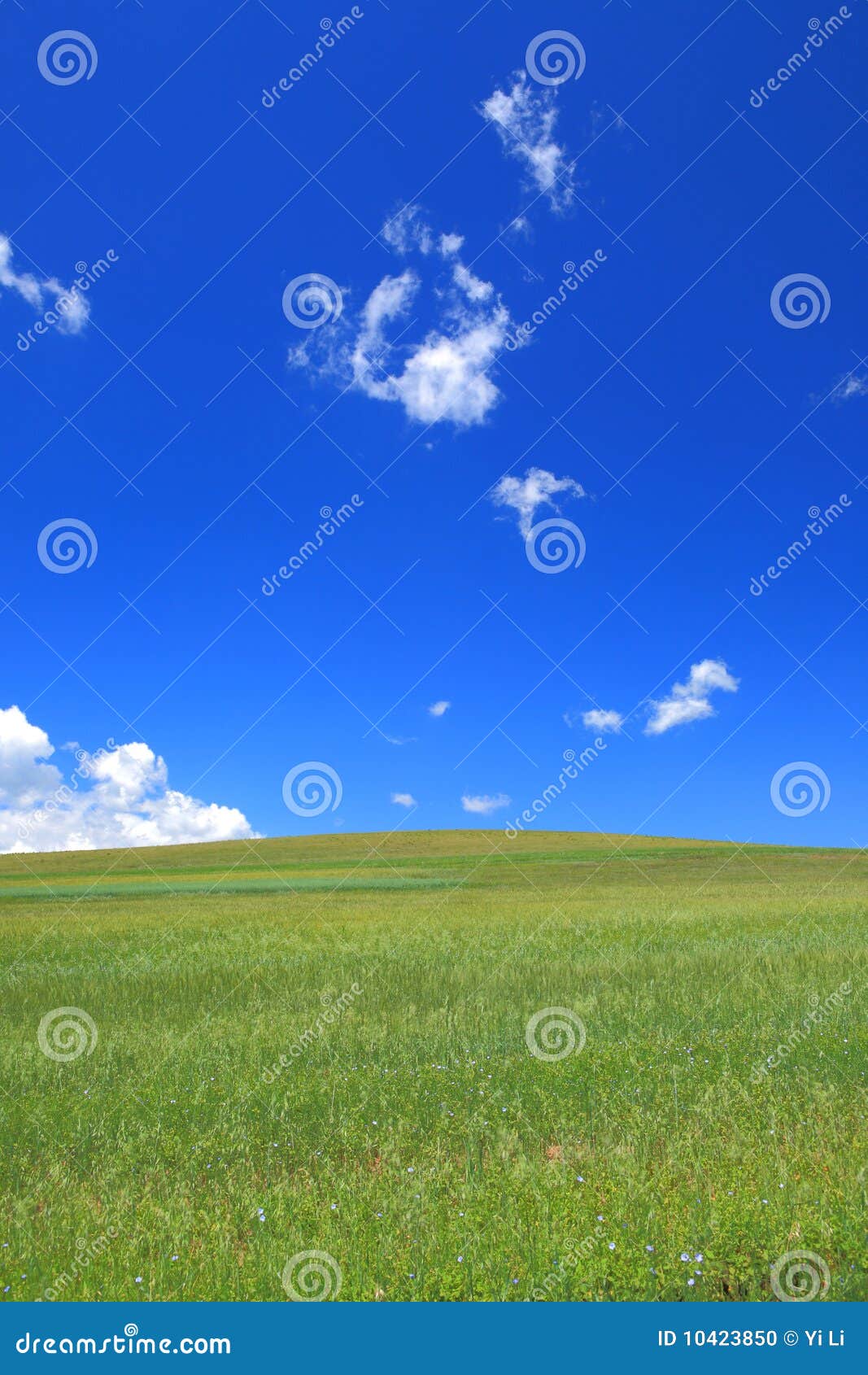 Field and sky stock photo. Image of filed, flowers, colorful - 10423850