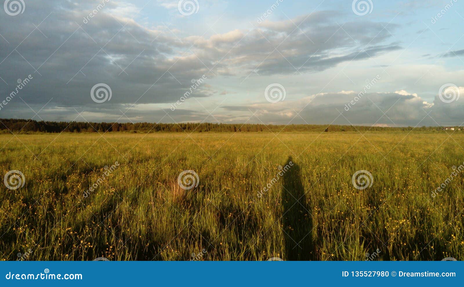 Field, Sky, Forest and Shadow Stock Photo - Image of grass, field ...
