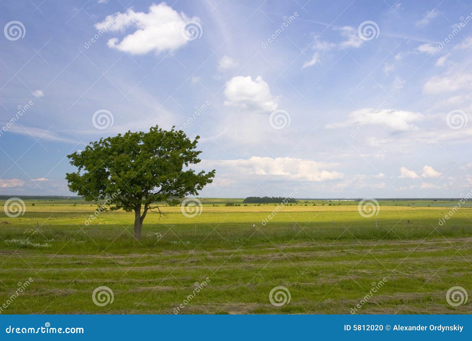 Field, sky, tree stock photo. Image of clear, horizon - 5812020