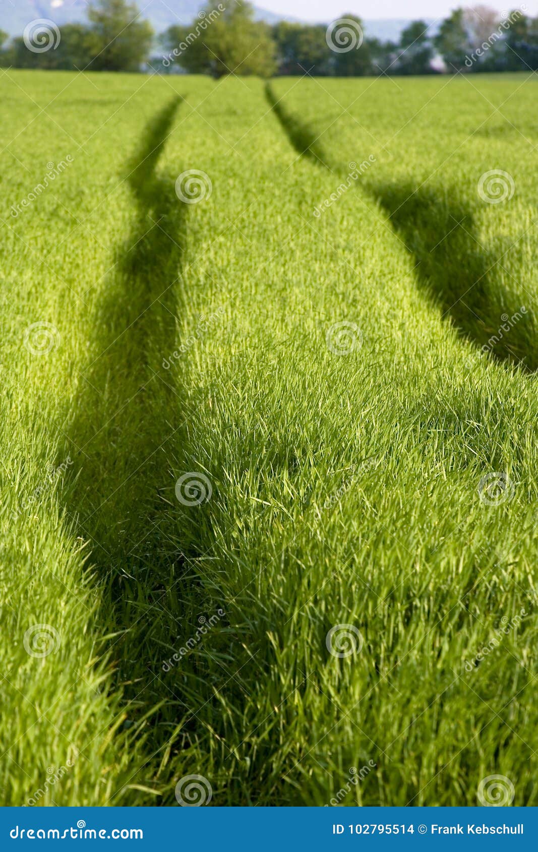 Field stock photo. Image of plant, food, plain, nature - 102795514