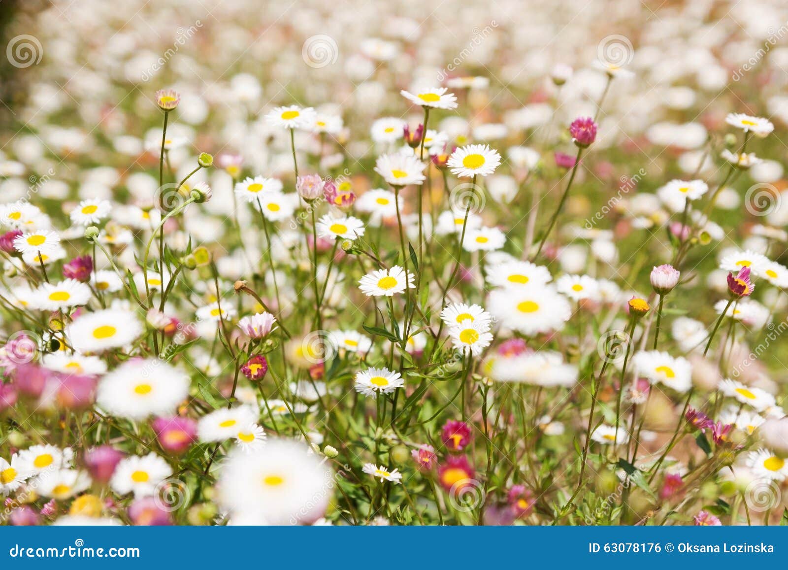 Field of small daisies stock photo. Image of color, colorful - 63078176