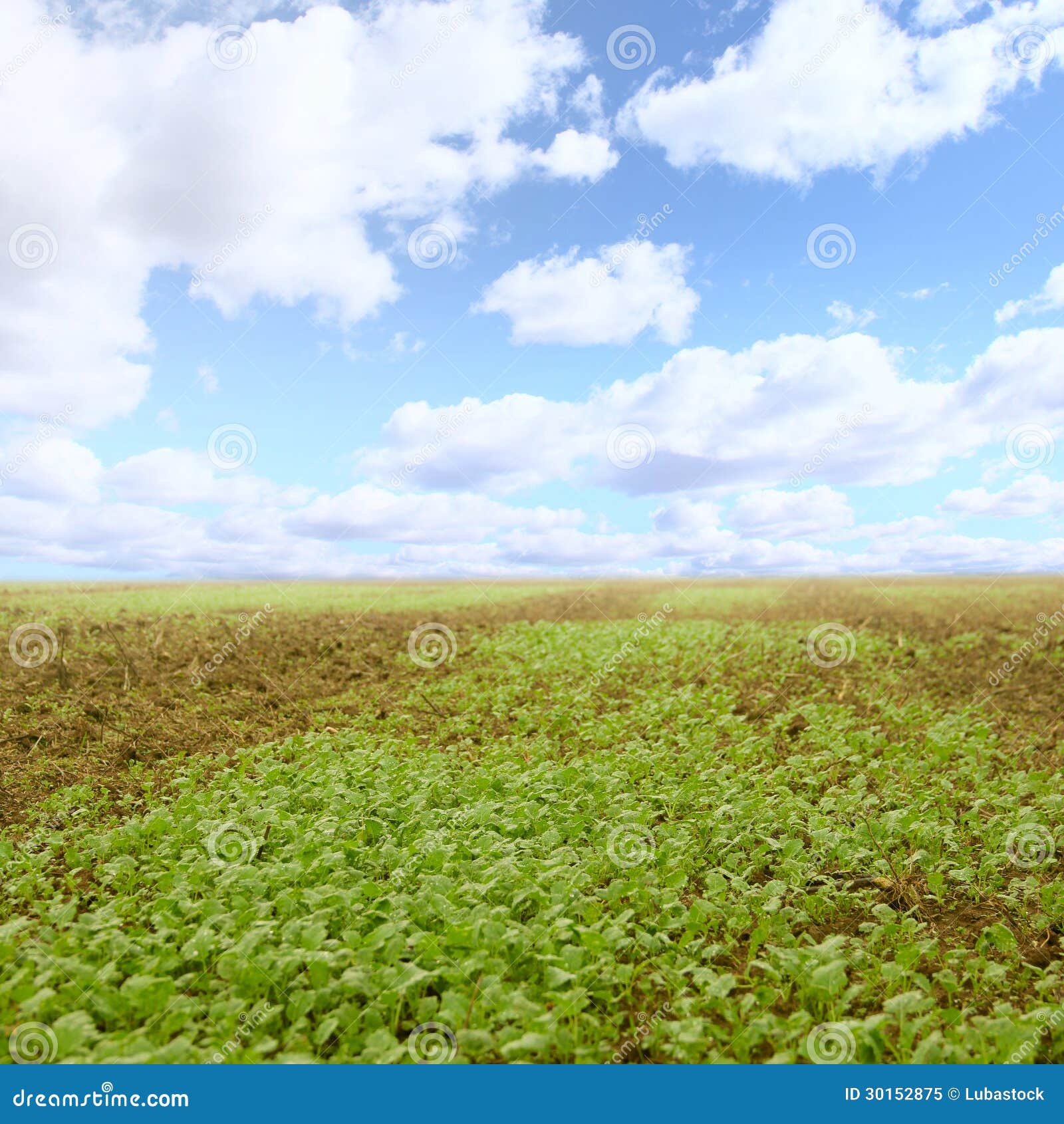 Field with small seedlings stock image. Image of green - 30152875