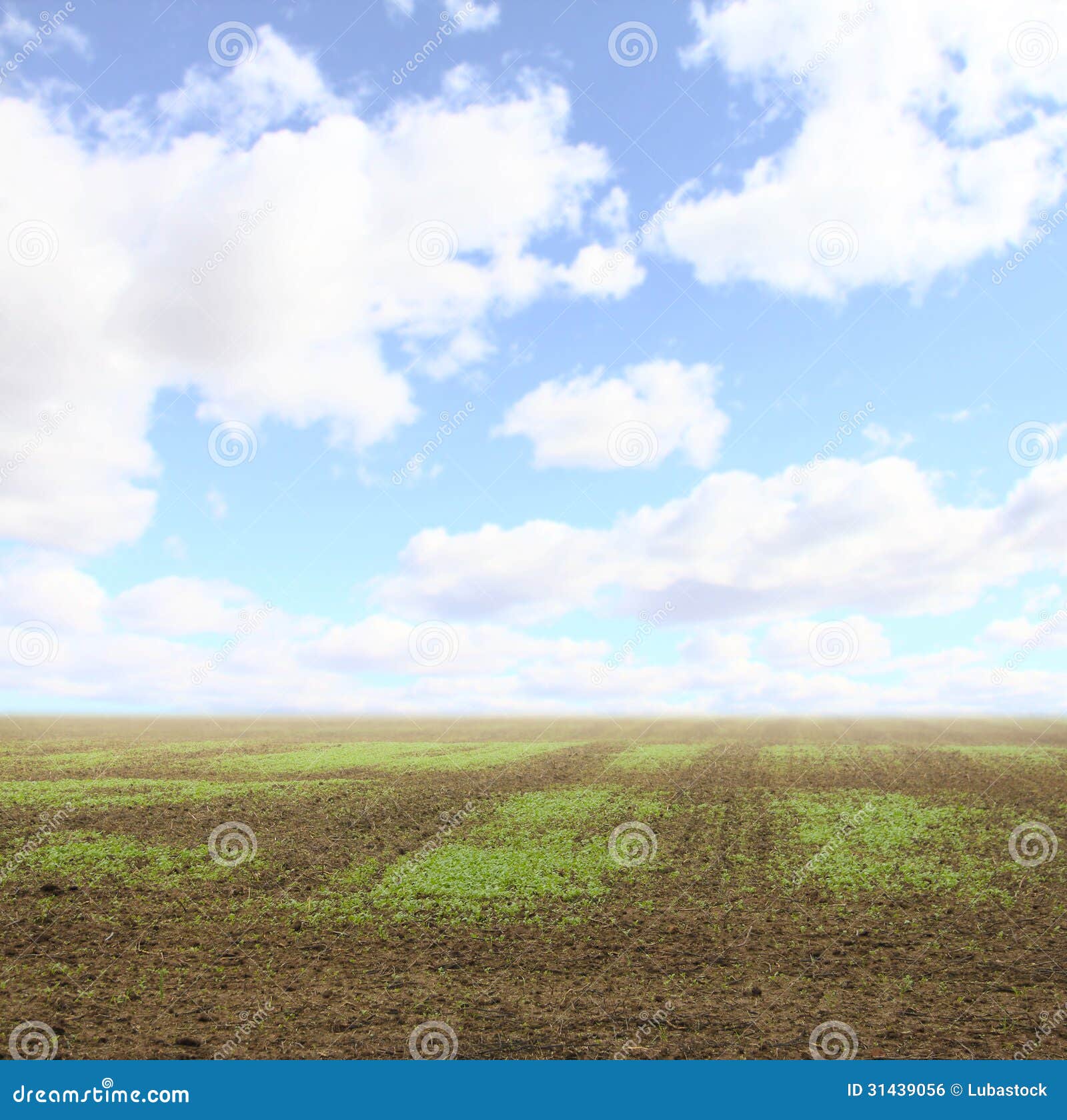 Field with small seedlings stock photo. Image of landscape - 31439056
