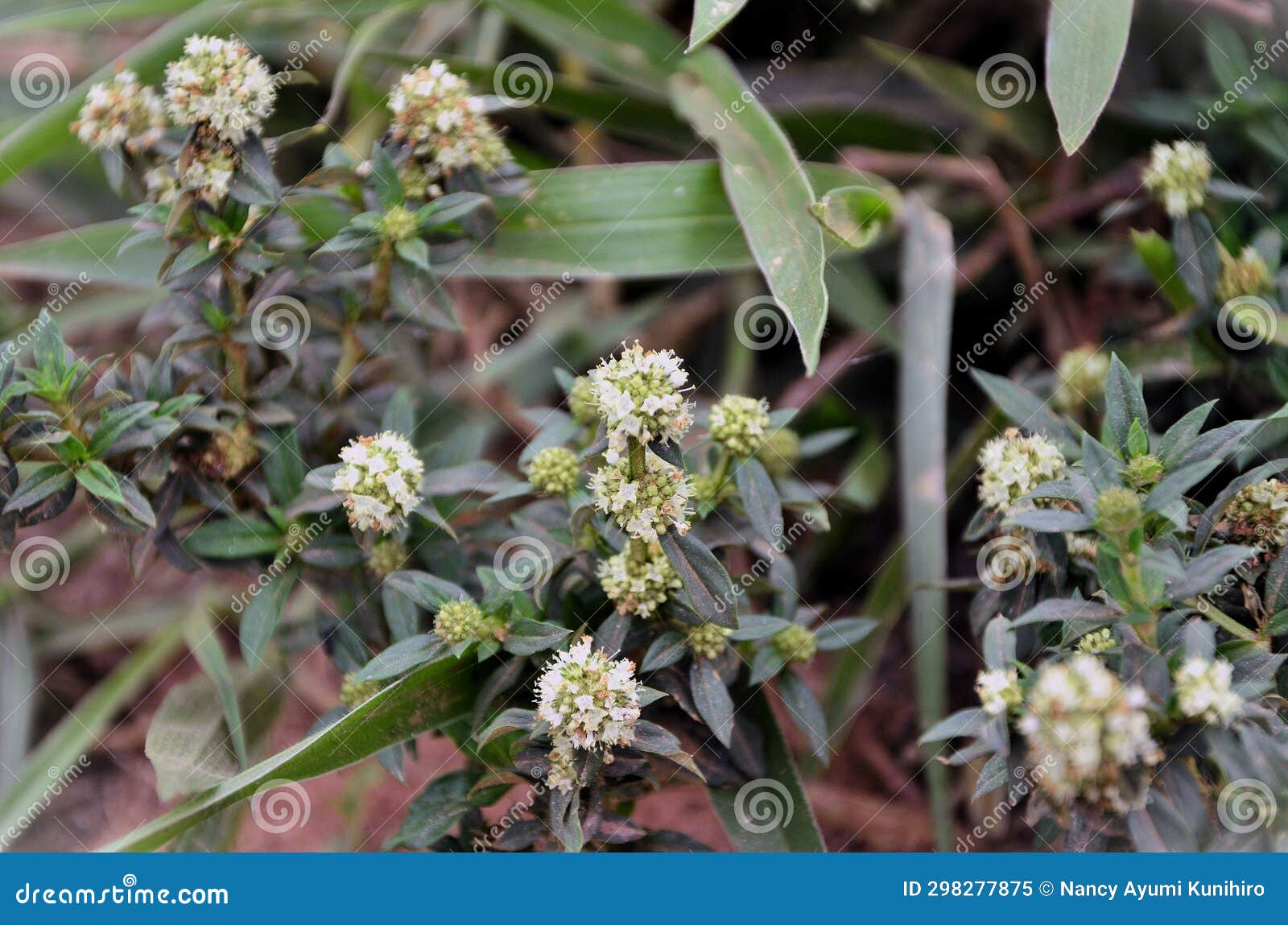 In the Field, the White Flowers of Spermacoce Verticillata Stock Image ...