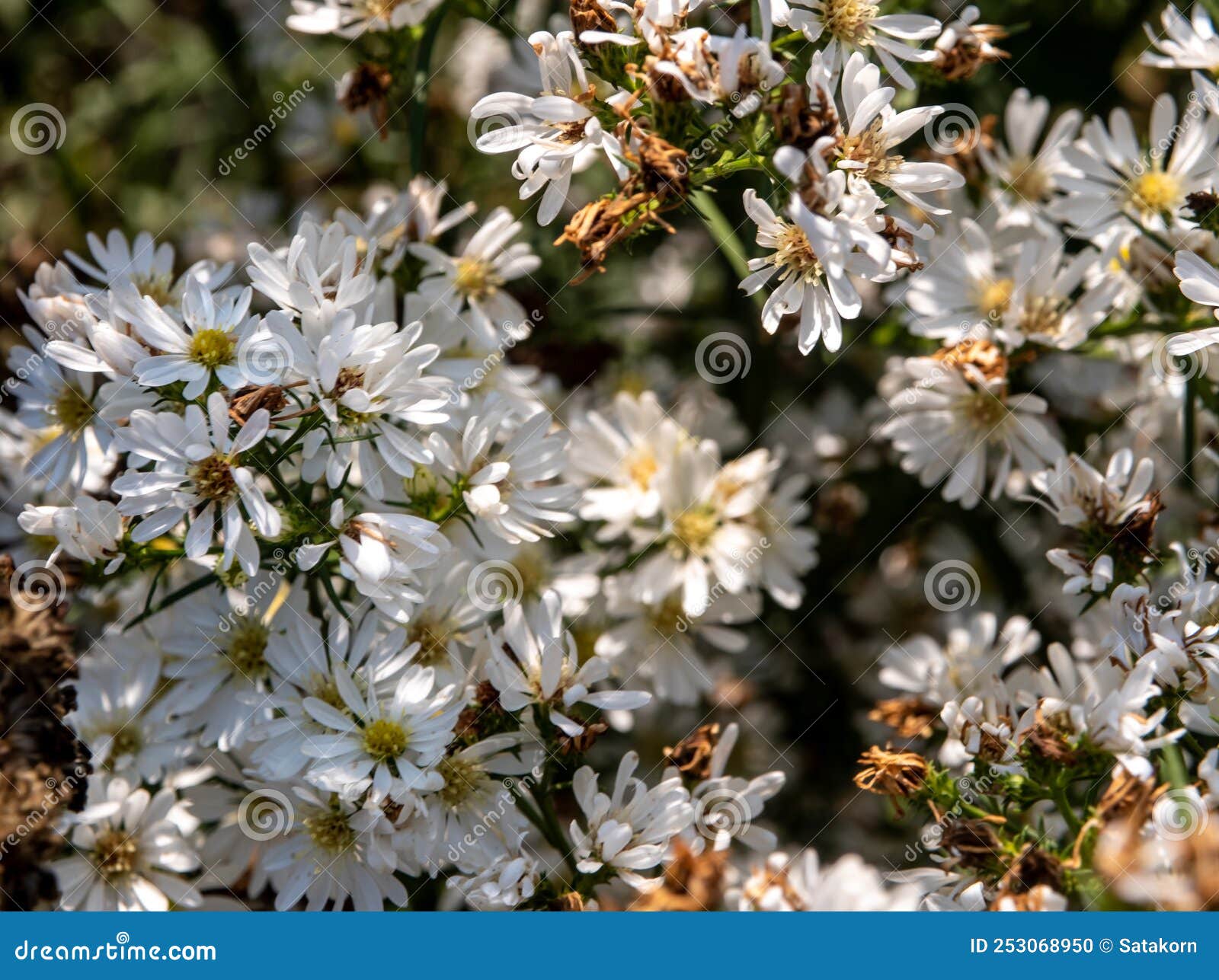 Small White Flowers Some of Which are Withering Stock Photo - Image of ...