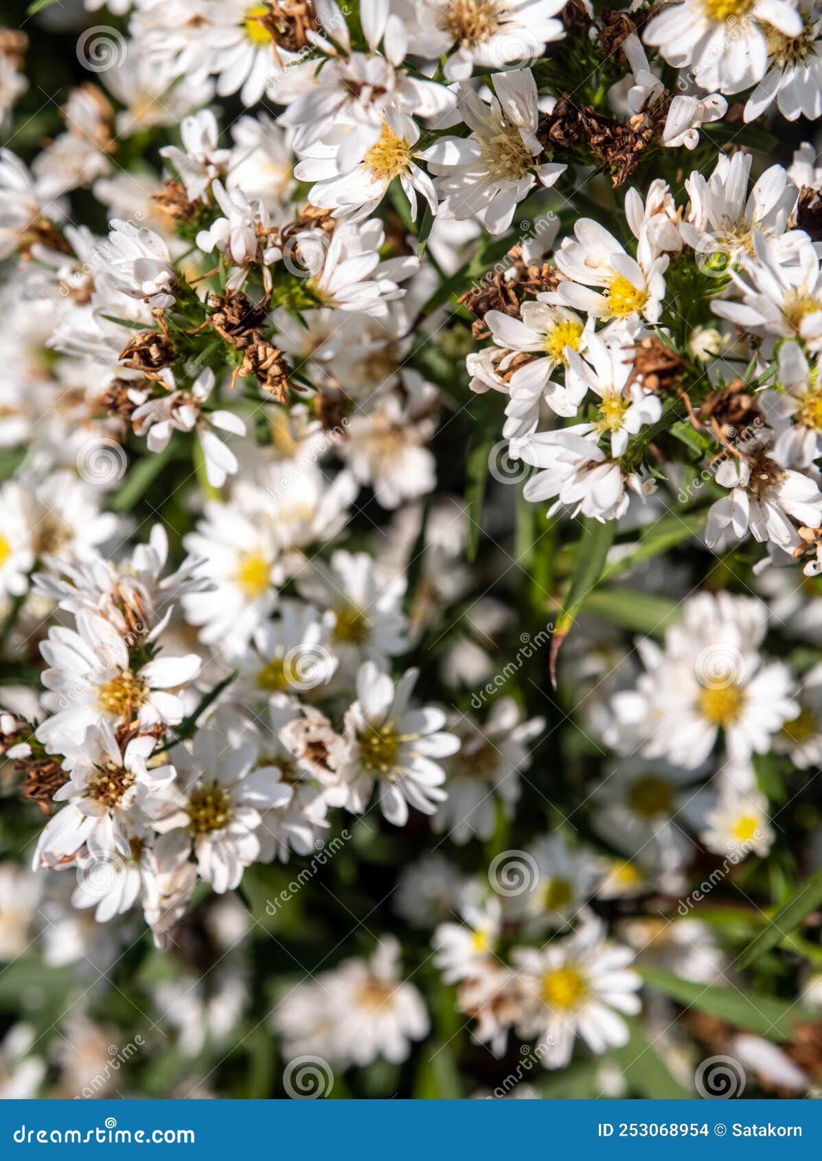 Small White Flowers Some of Which are Withering Stock Photo - Image of ...