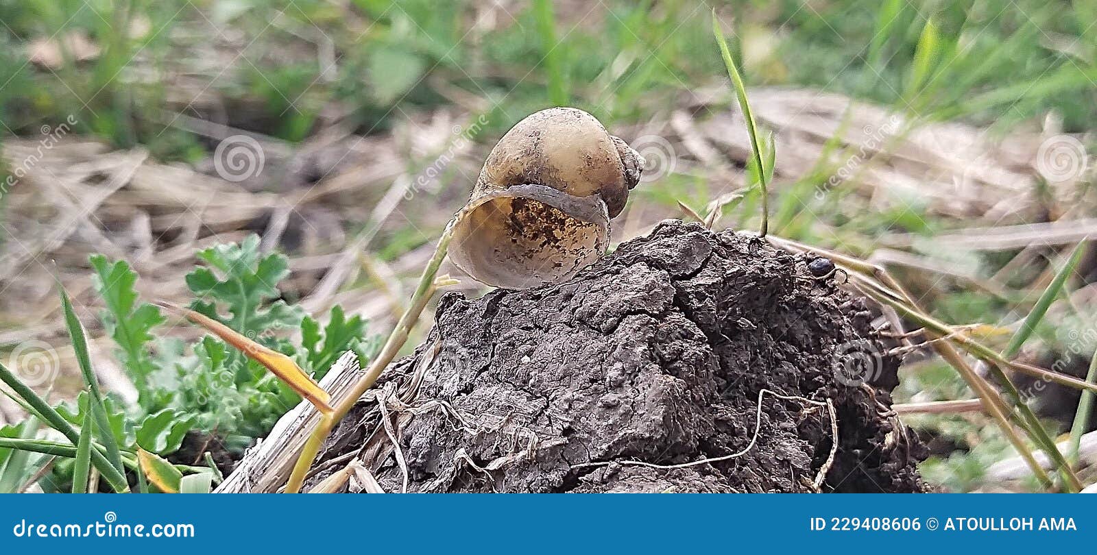 Field snail Animals stock photo. Image of beak, plant - 229408606
