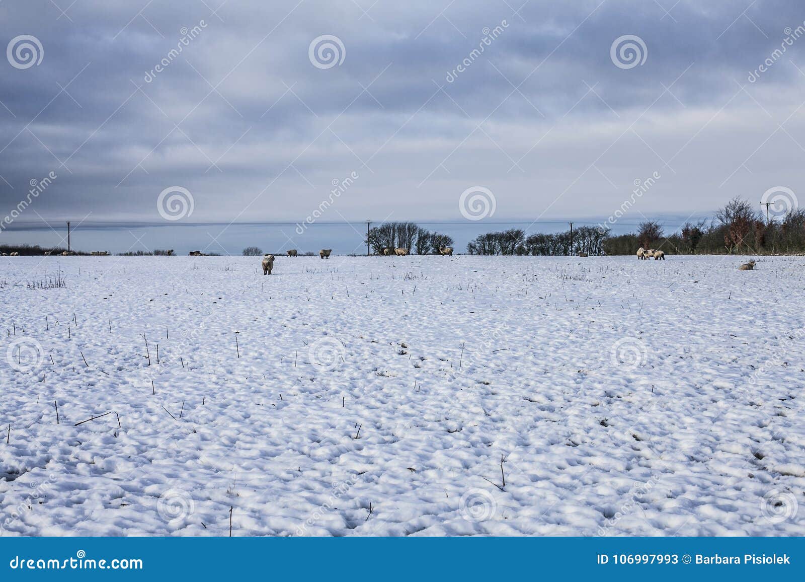 Field of Snow, Yorkshire, England. Stock Image - Image of view, sunny ...
