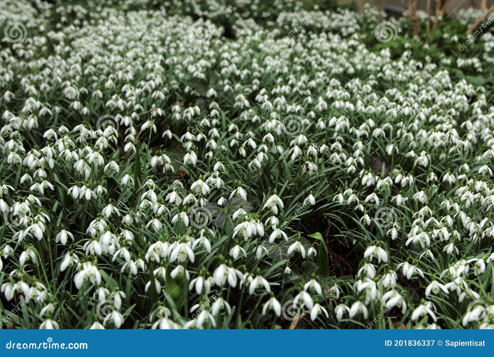 Field of a Snowdrops As a Background Stock Image - Image of head ...