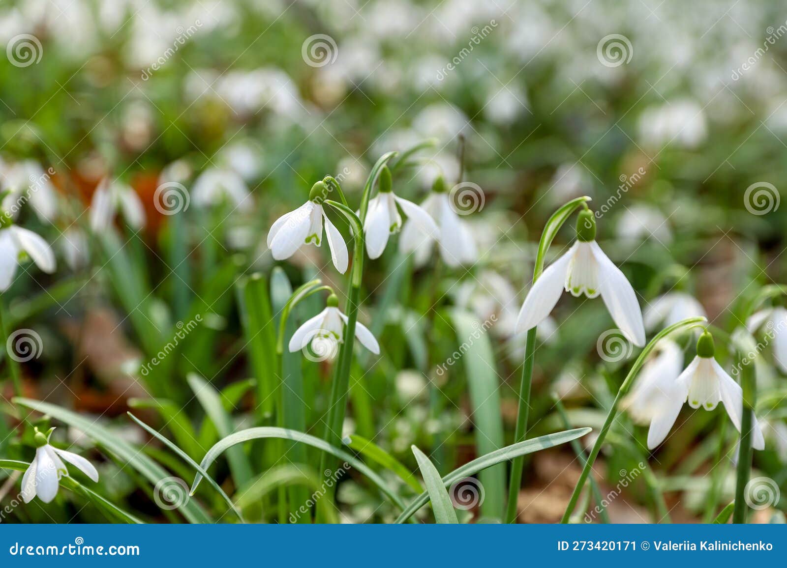 Field of Snowdrops, Concept of Awakening Stock Image - Image of ...