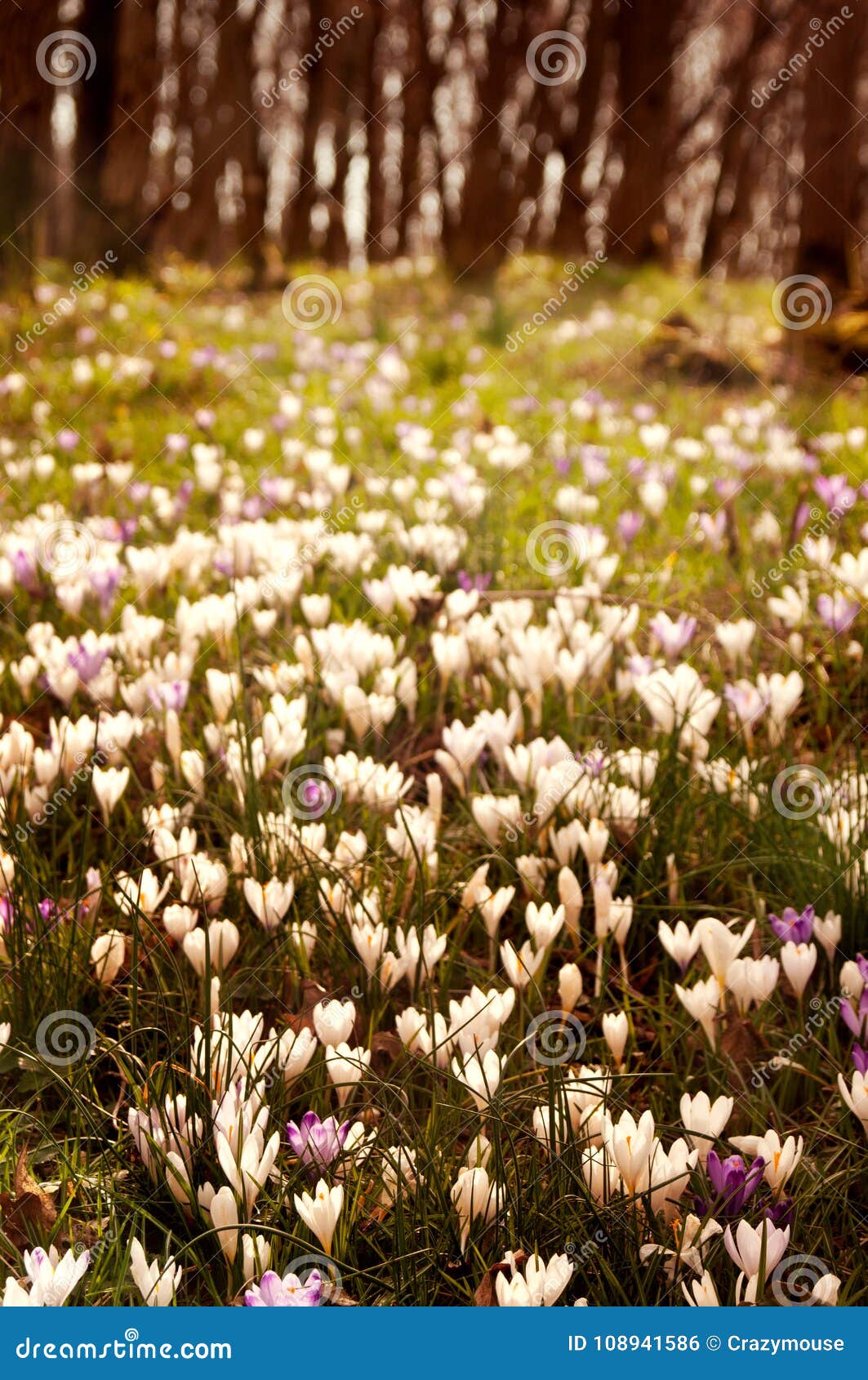 A field of snowdrops stock photo. Image of herb, springtime - 108941586