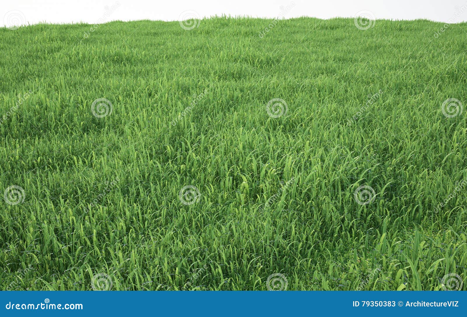 Field of Soft Grass, Perspective View with Close-up Stock Illustration ...