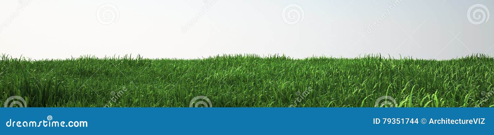Field of Soft Grass, Perspective View with Close-up Stock Photo - Image ...