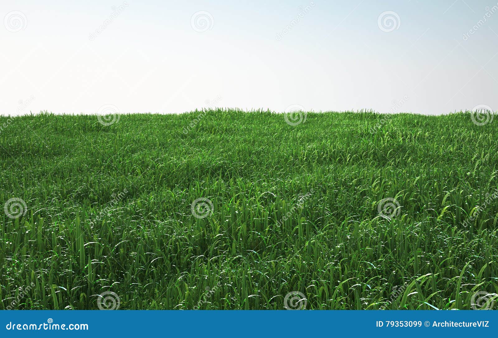 Field of Soft Grass, Perspective View with Close-up Stock Illustration ...