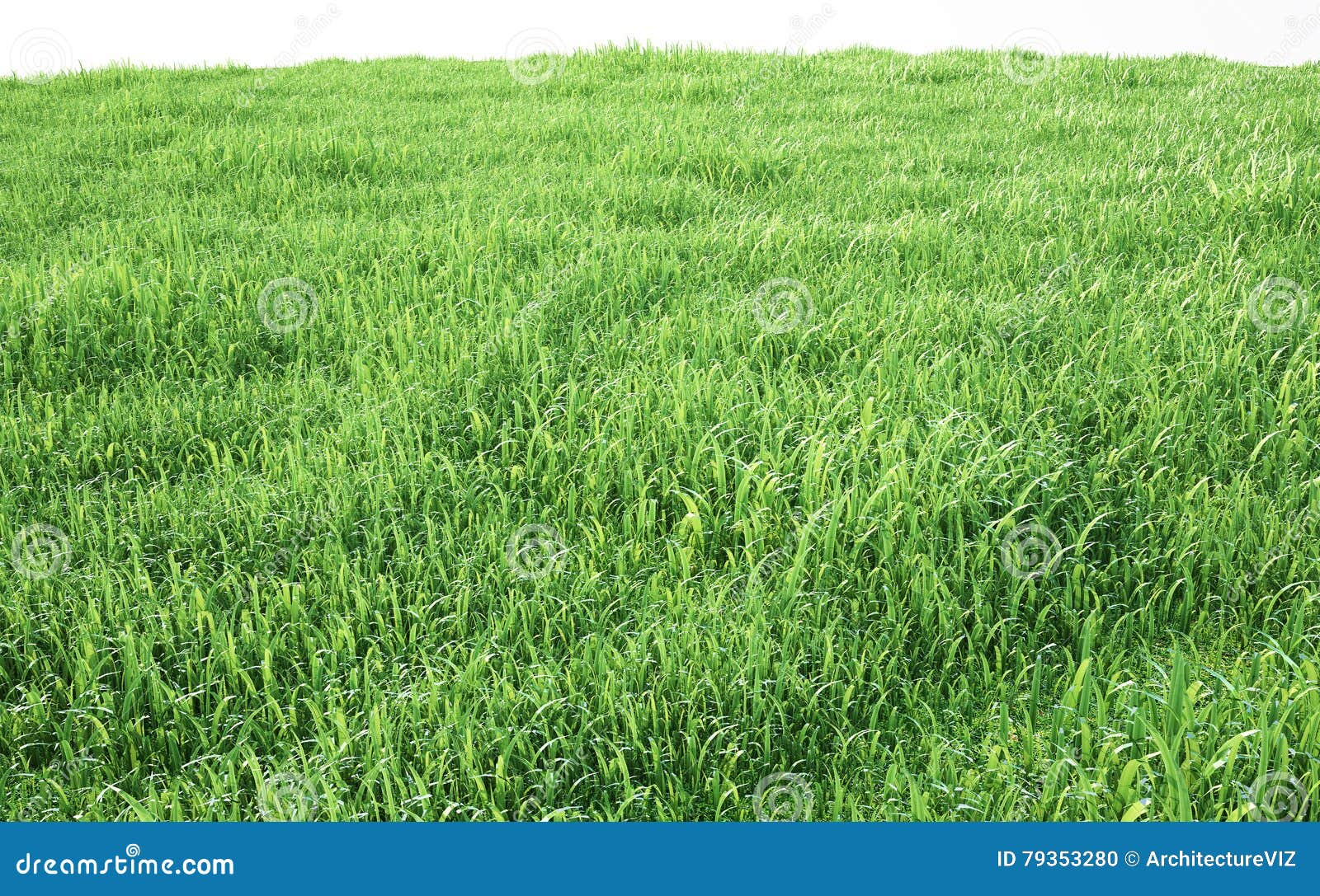Field of Soft Grass, Perspective View with Close-up Stock Illustration ...