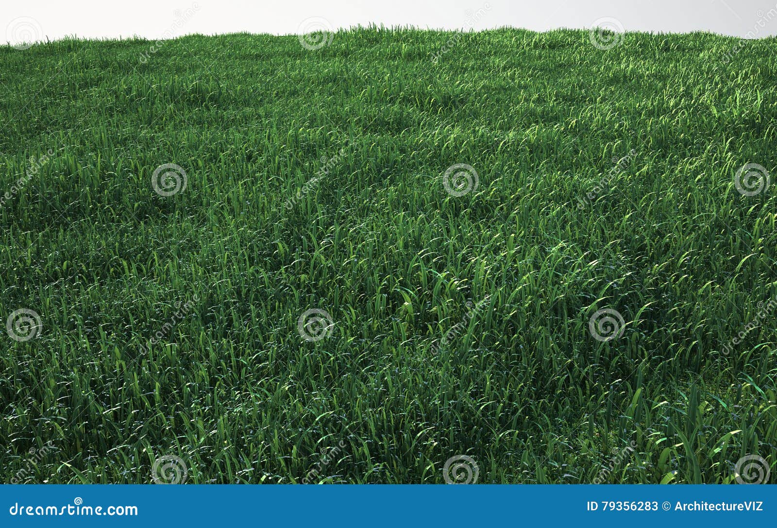 Field of Soft Grass, Perspective View with Close-up Stock Image - Image ...