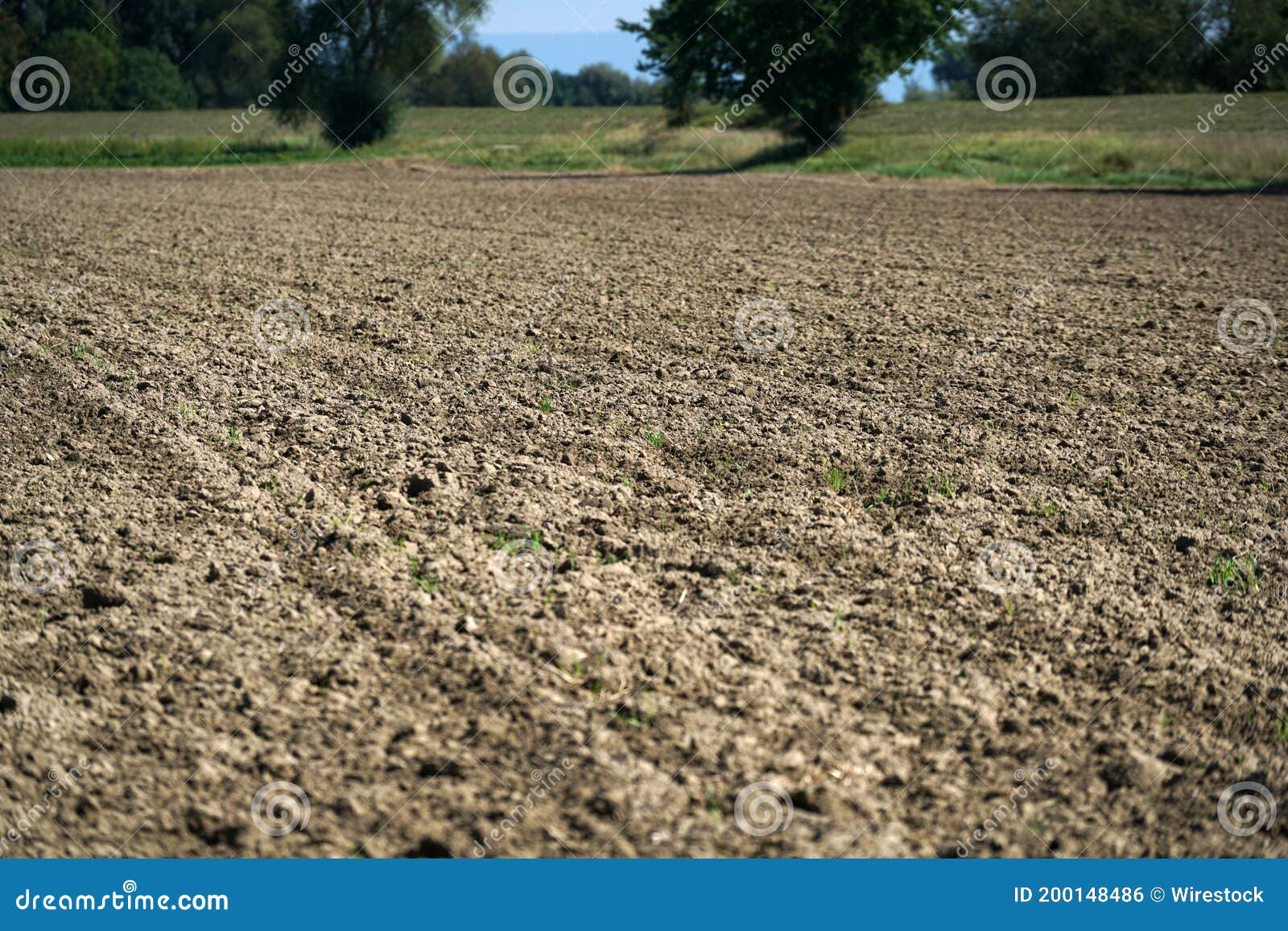 Field with Soil and Growing Plants during the Daytime Stock Photo ...