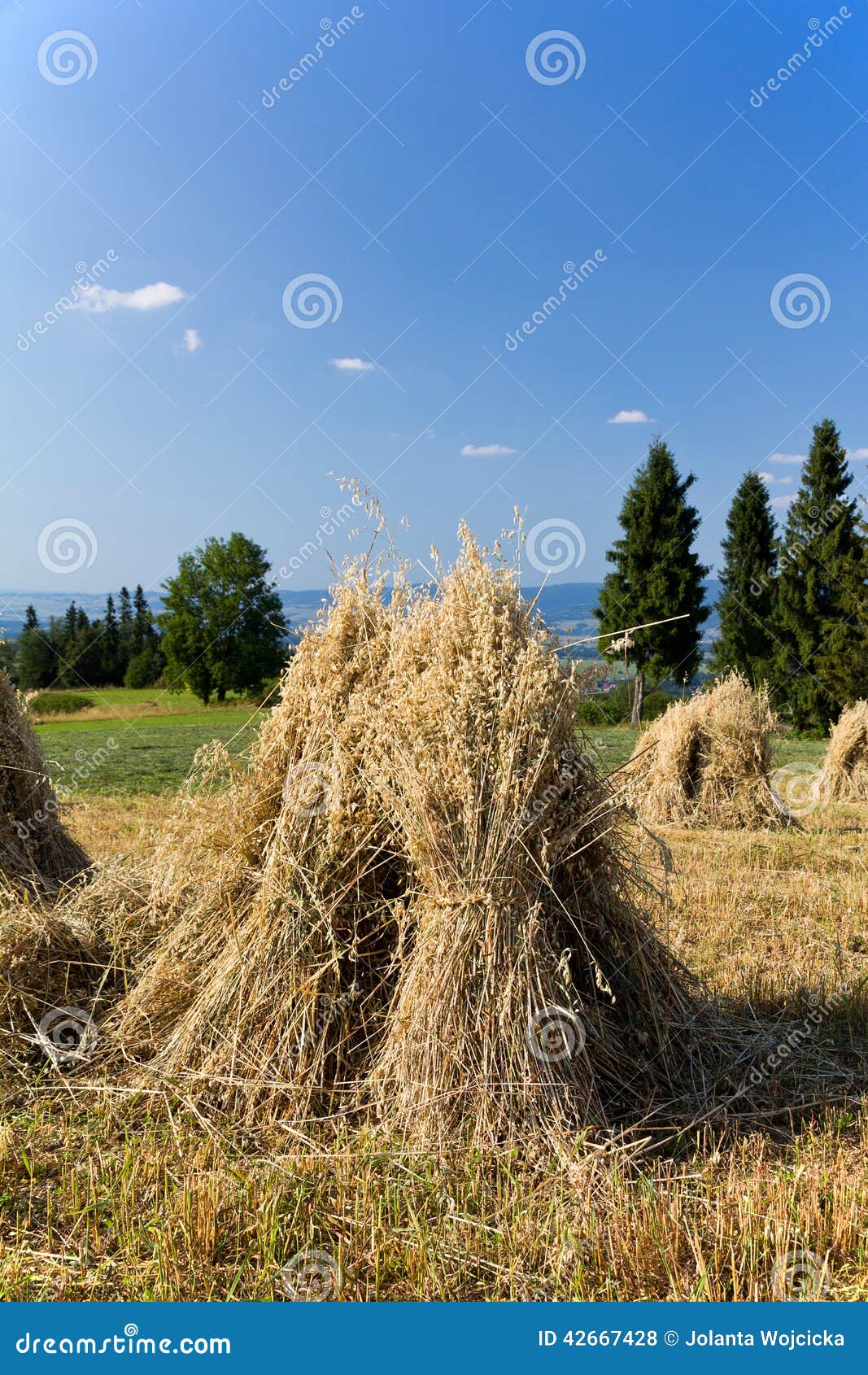Field with Some Bundles of Hay in the Summer Stock Photo - Image of ...