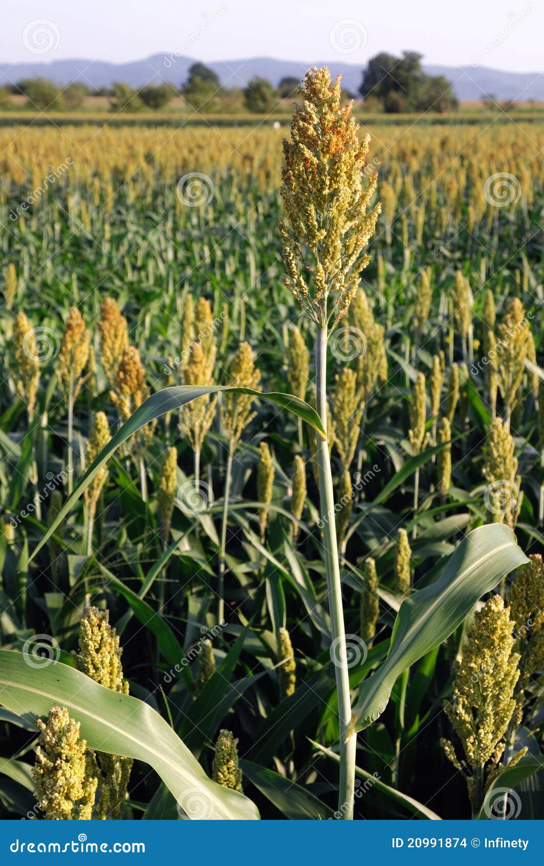 Field of sorghum stock photo. Image of grains, seed, plant - 20991874