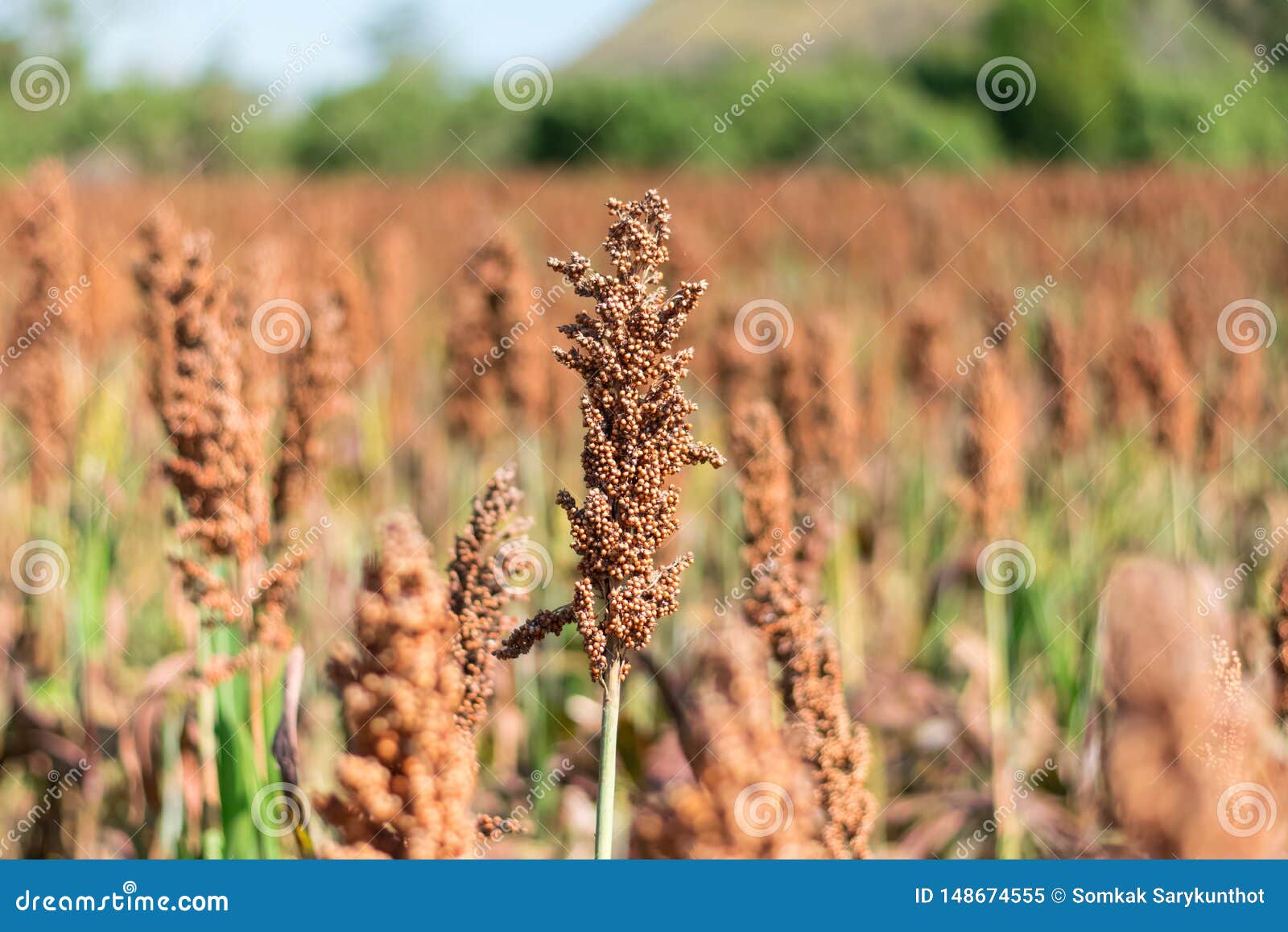 Field of sorghum stock image. Image of grow, cloud, harvesting - 148674555