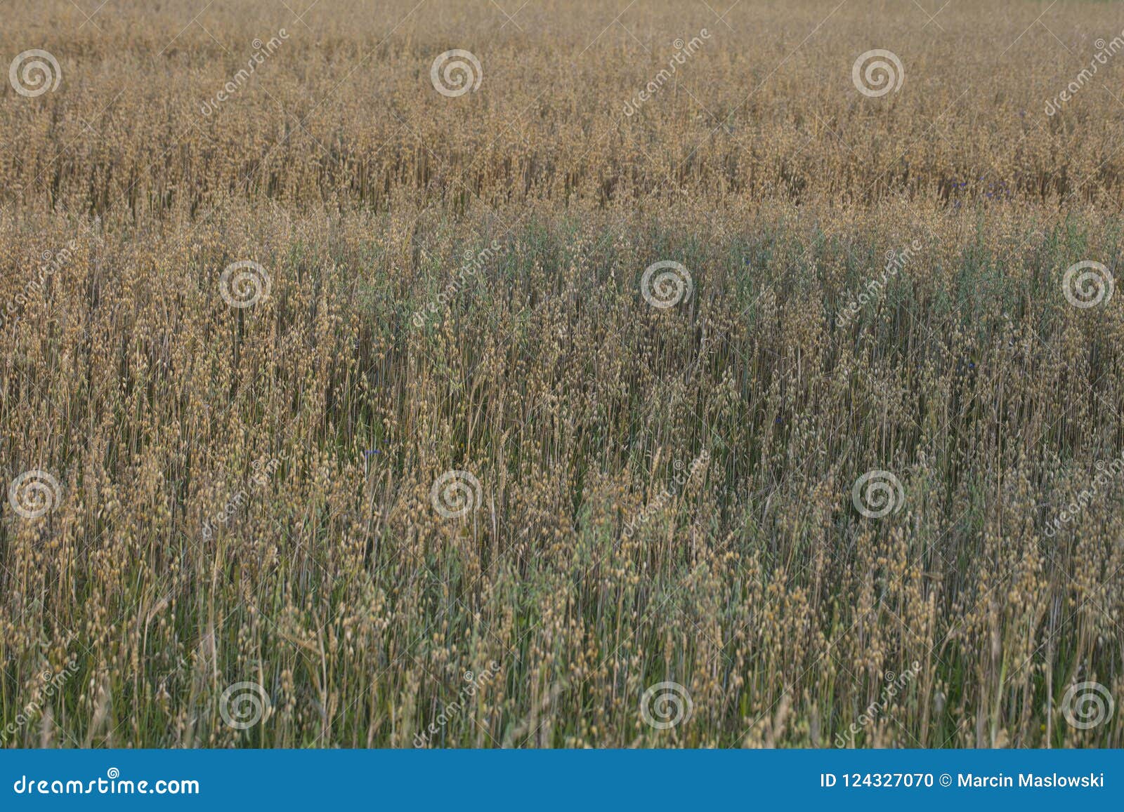 Field Sown with Grain, Close Up Stock Photo - Image of freshness ...