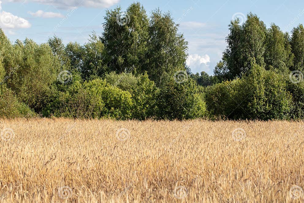 Field Sown with Grain, a Forest in the Background Stock Photo - Image ...