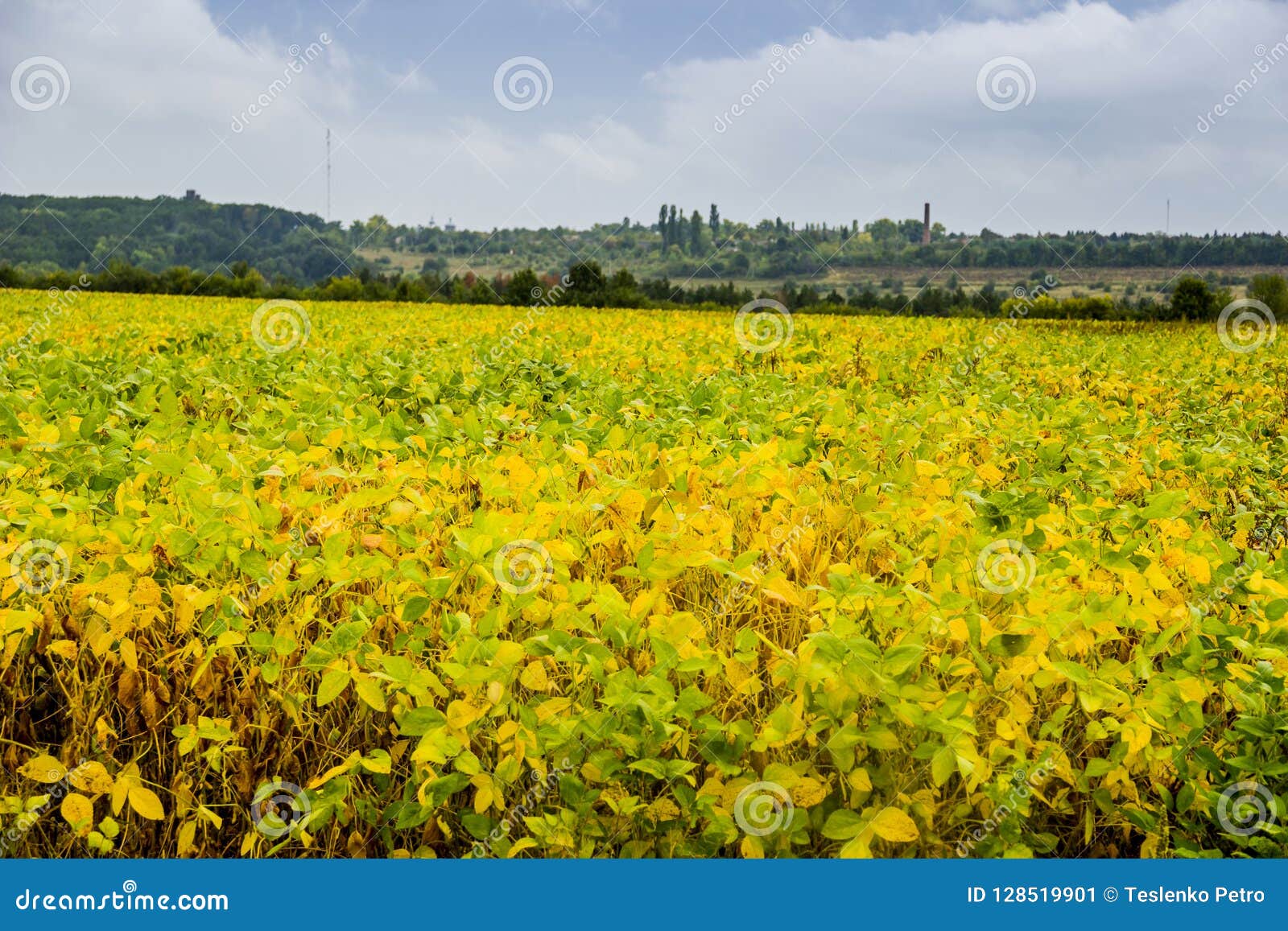 Field of soy stock image. Image of cultivated, crop - 128519901