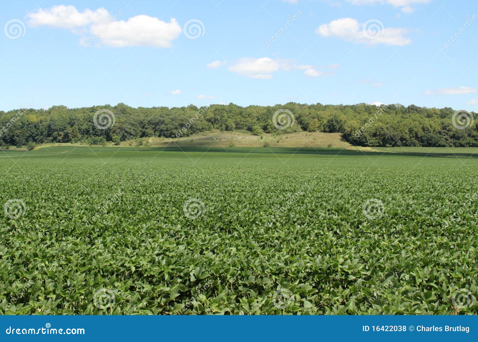 Field of Soybeans stock photo. Image of green, farm, farming - 16422038