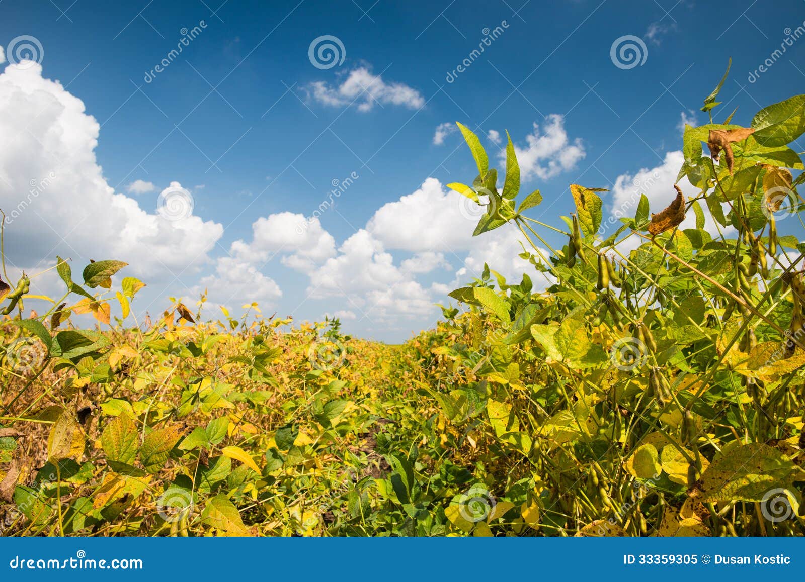 Field of Soybeans stock image. Image of season, autumn - 33359305