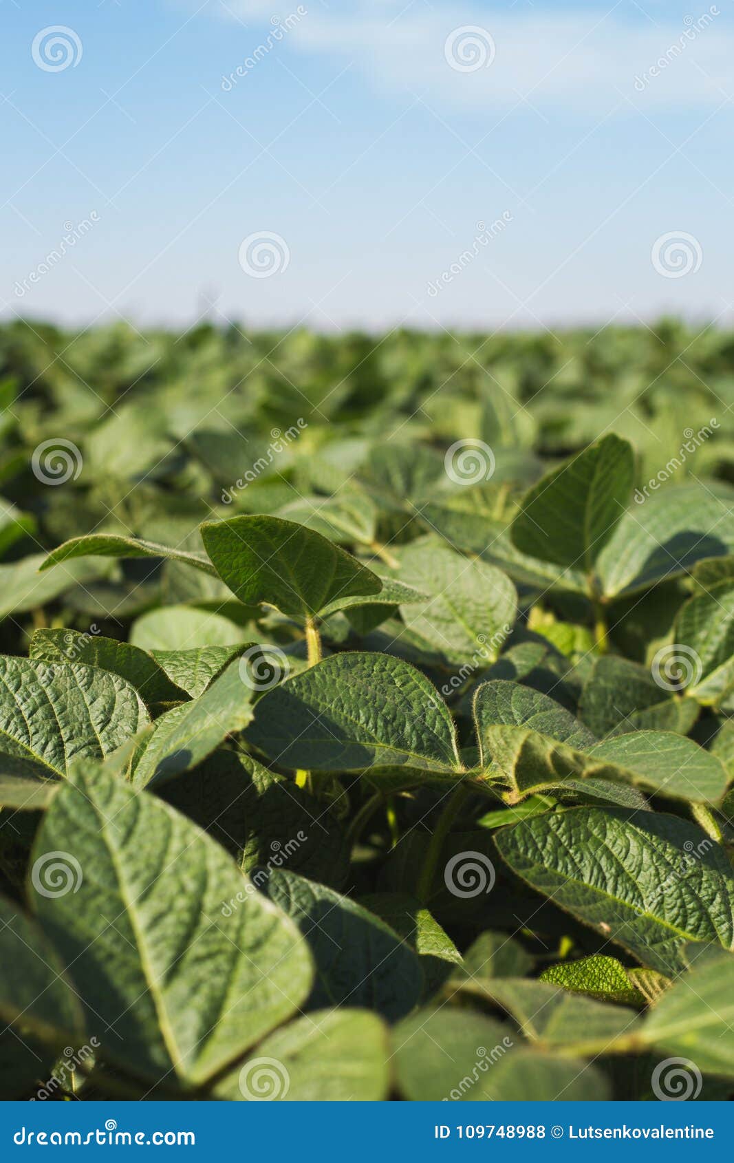 A field of soybeans stock photo. Image of background - 109748988