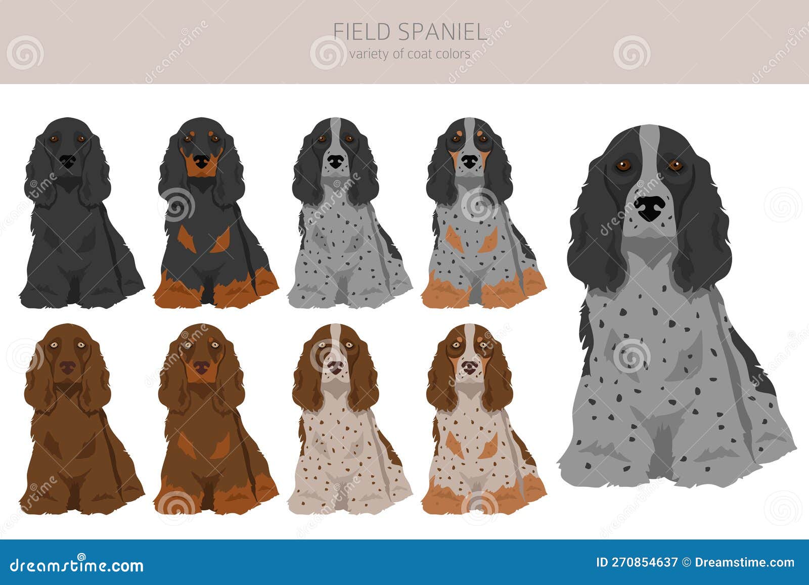 Field Spaniel Clipart. Different Poses, Coat Colors Set Stock Vector ...