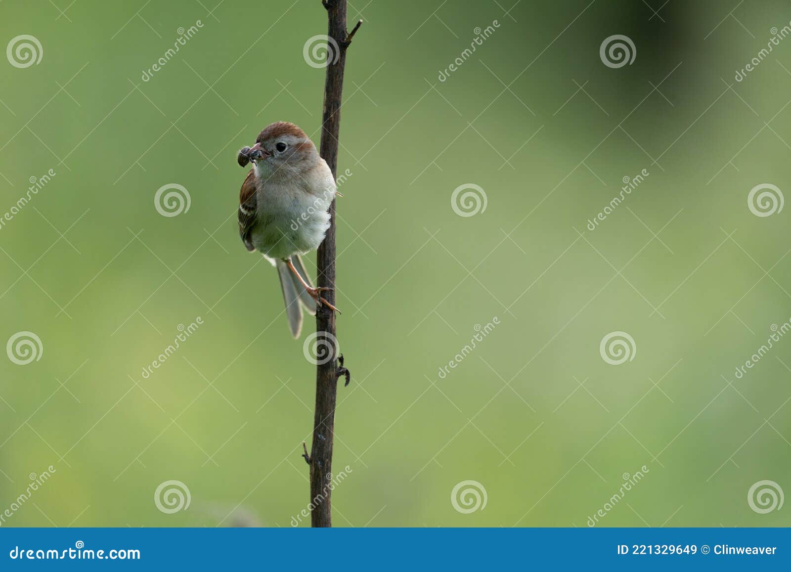 Field Sparrow with Spider in Beak Stock Image - Image of beak, songbird ...
