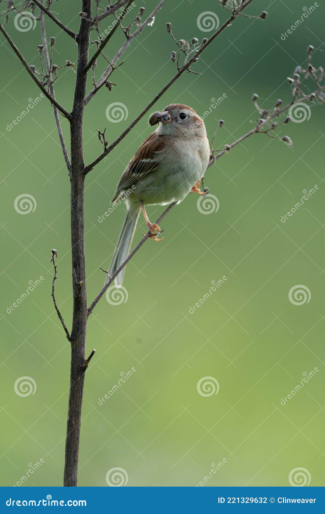Field Sparrow with Spider in Beak Stock Photo - Image of fauna ...
