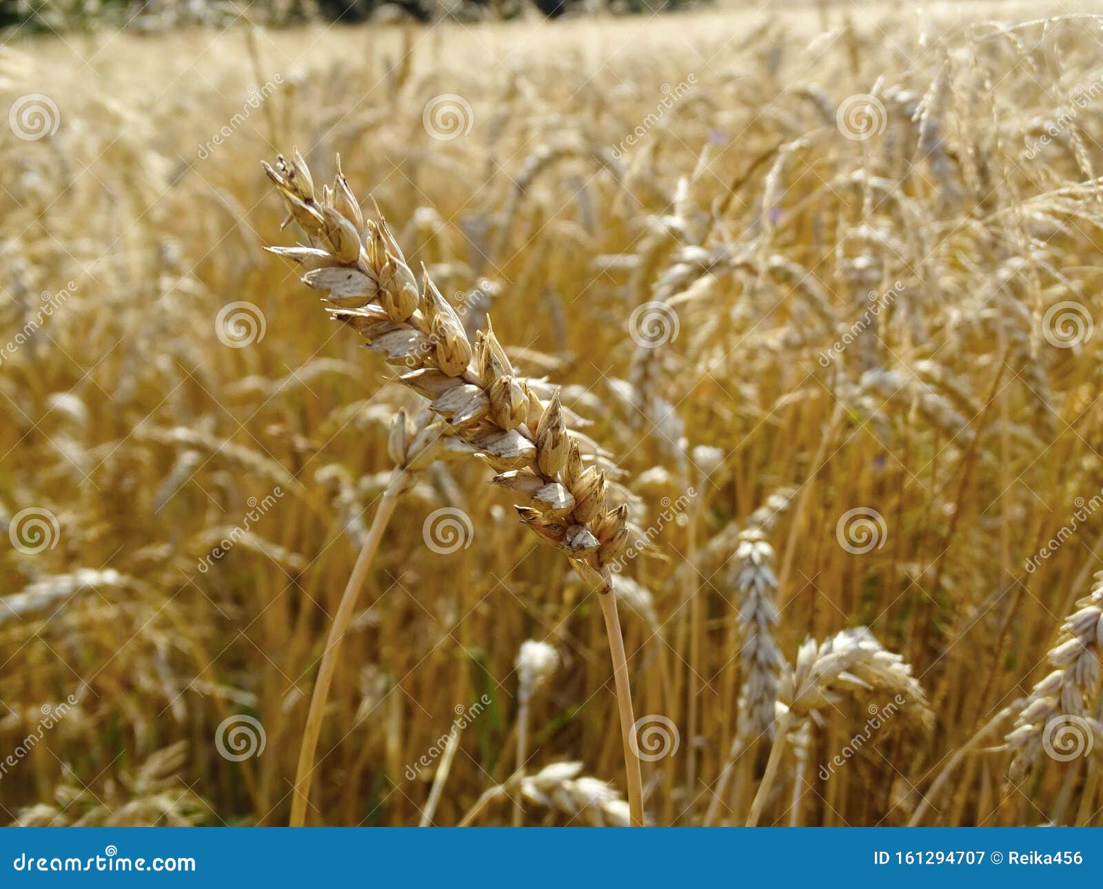 A Field of Spelt in Germany Stock Image - Image of agriculture, green ...