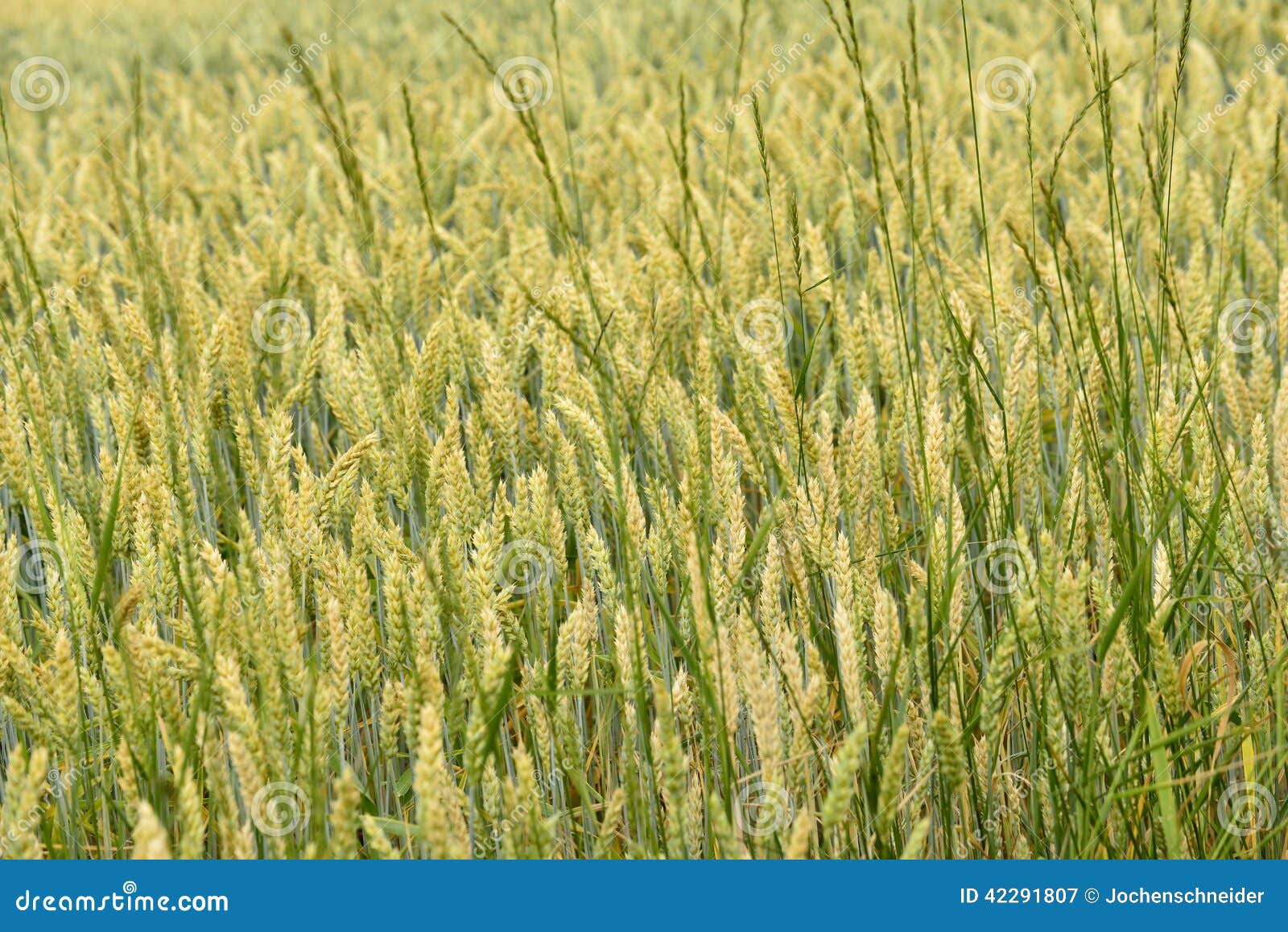 Field of spelt stock image. Image of fine, yellow, grain - 42291807