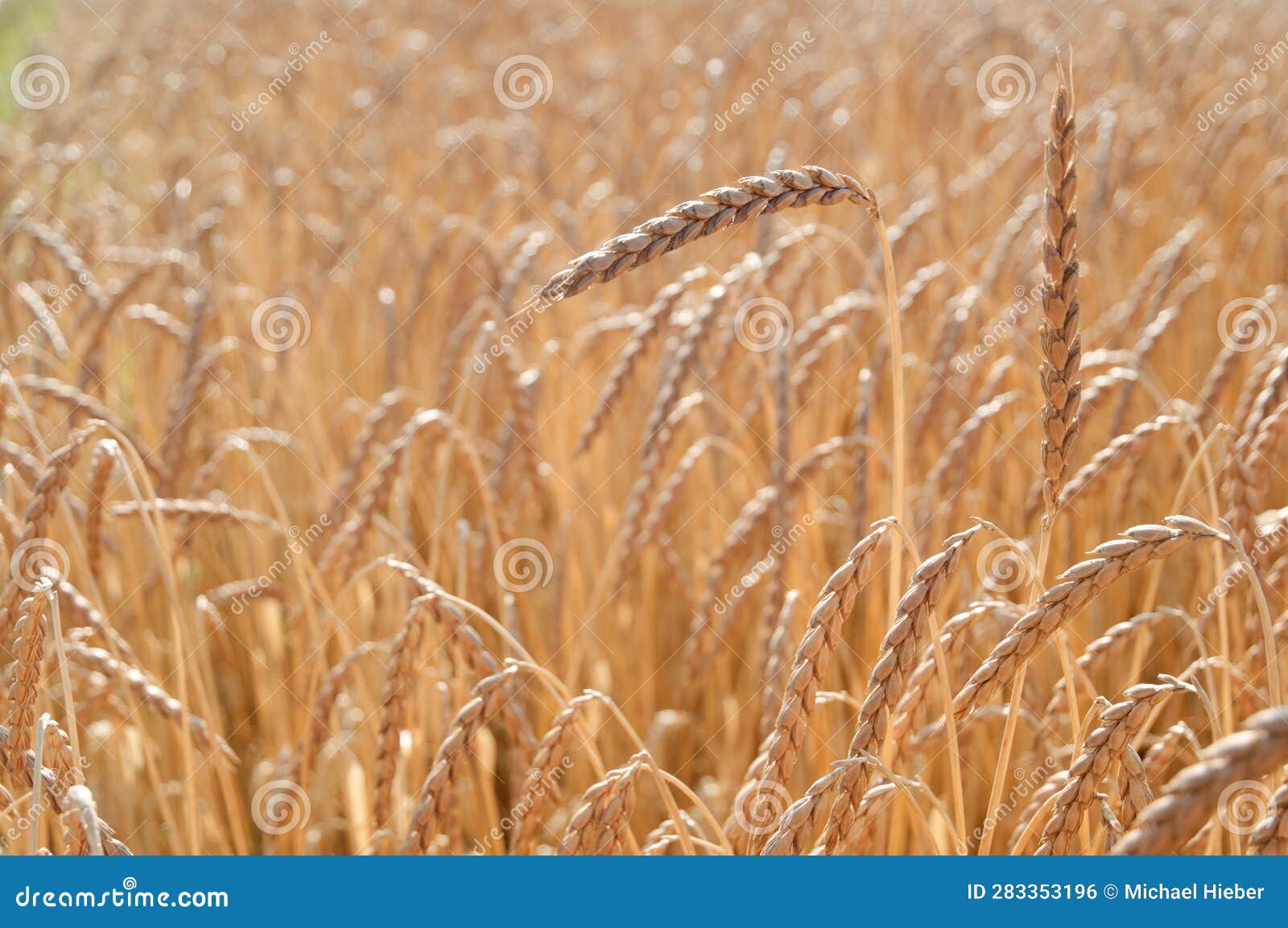 Field with Spelt (Triticum Spelta Stock Photo - Image of agriculture ...