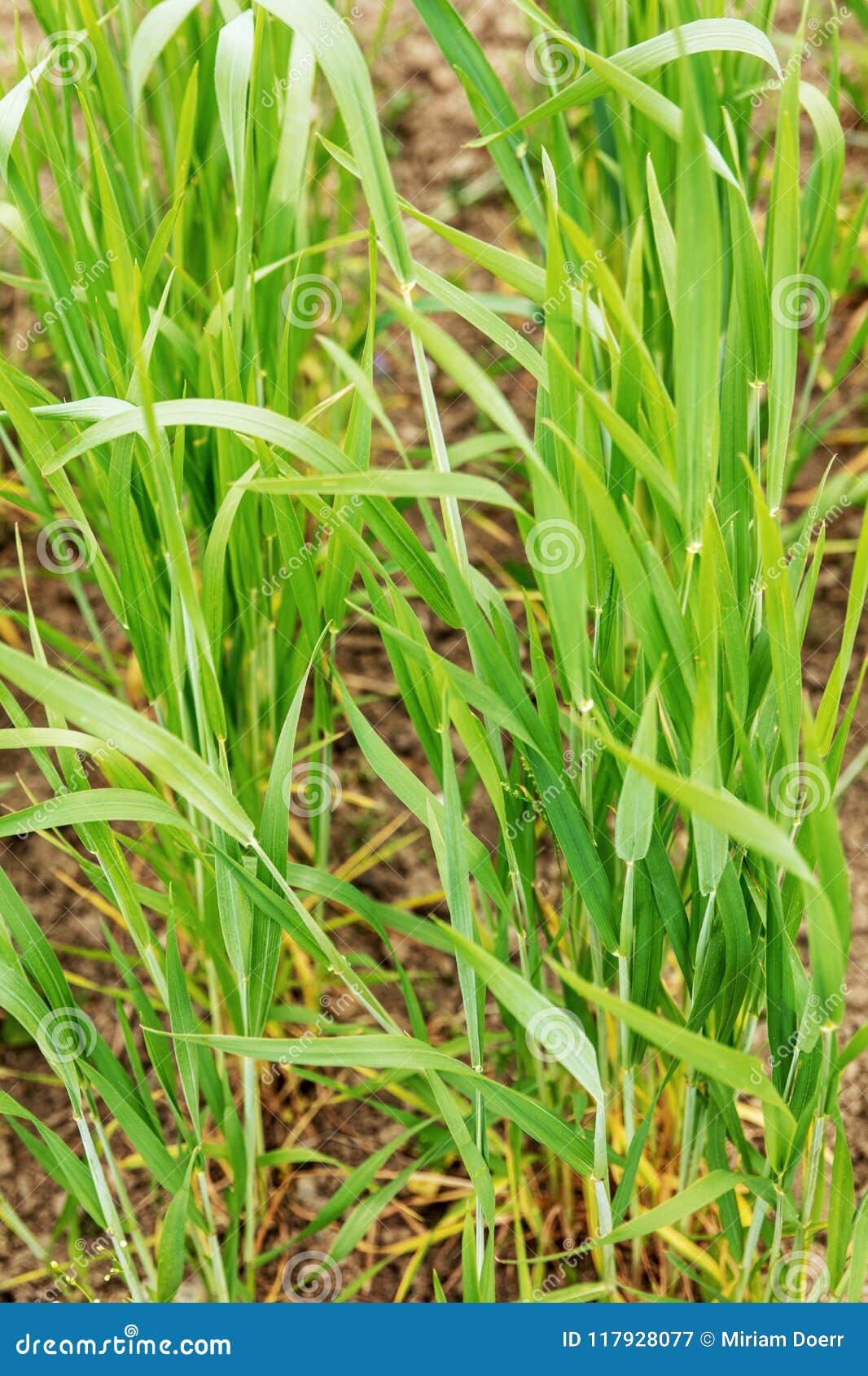Field with spelta stock image. Image of green, grass - 117928077