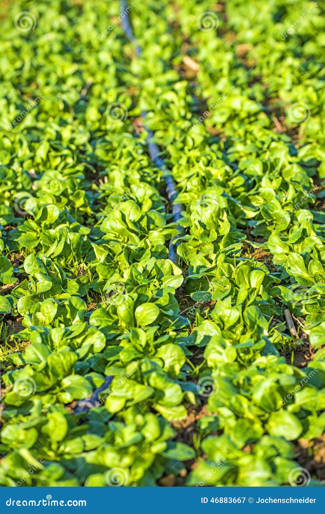 Field of spinach stock image. Image of industrial, autumnal - 46883667