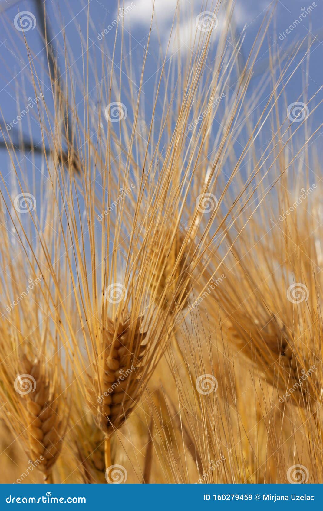 A Class of Barley in the Spring Field Stock Image - Image of kernel ...