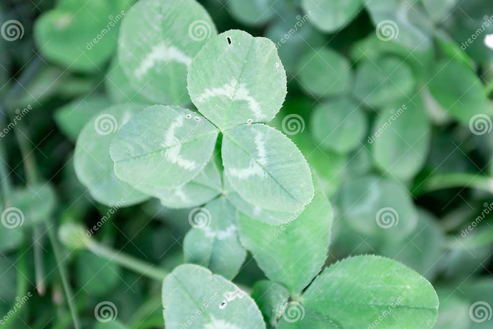 Field of Spring Clover Leaves Stock Photo - Image of celtic, four ...