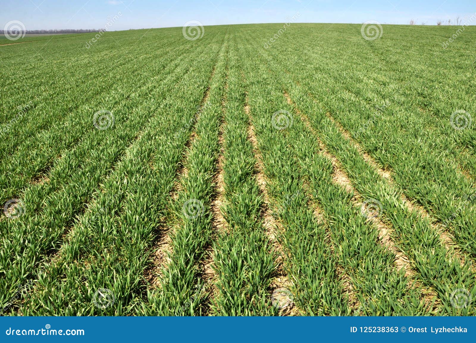 Spring wheat crops stock image. Image of crops, lines - 125238363