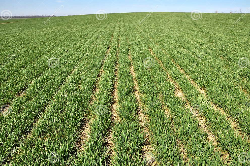 Spring wheat crops stock image. Image of crops, lines - 125238363