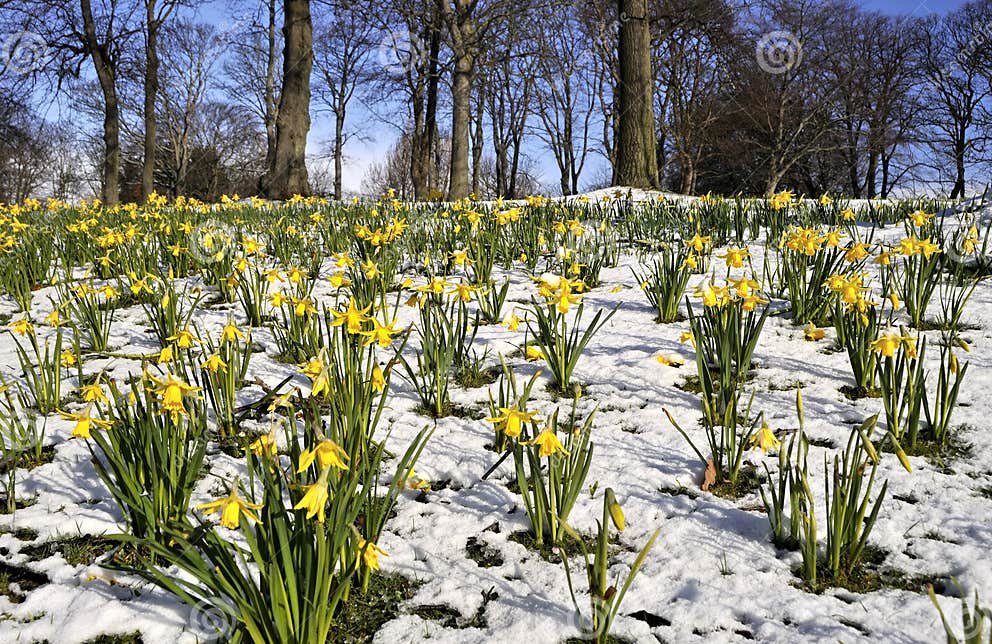 Field of Spring Daffodill stock image. Image of magnification - 4705919
