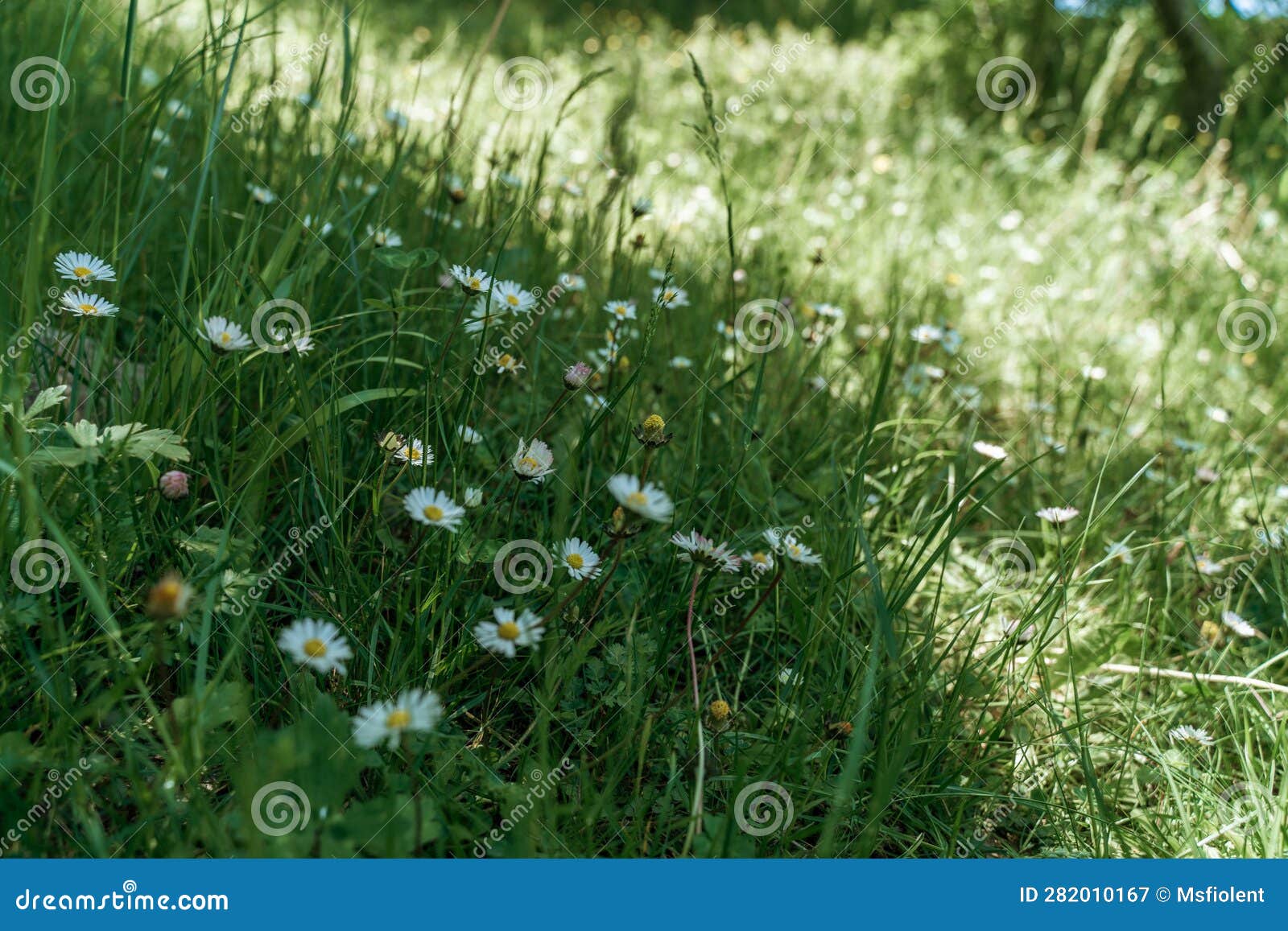 Field of Spring Daisy Flowers, Natural Background Stock Image - Image ...